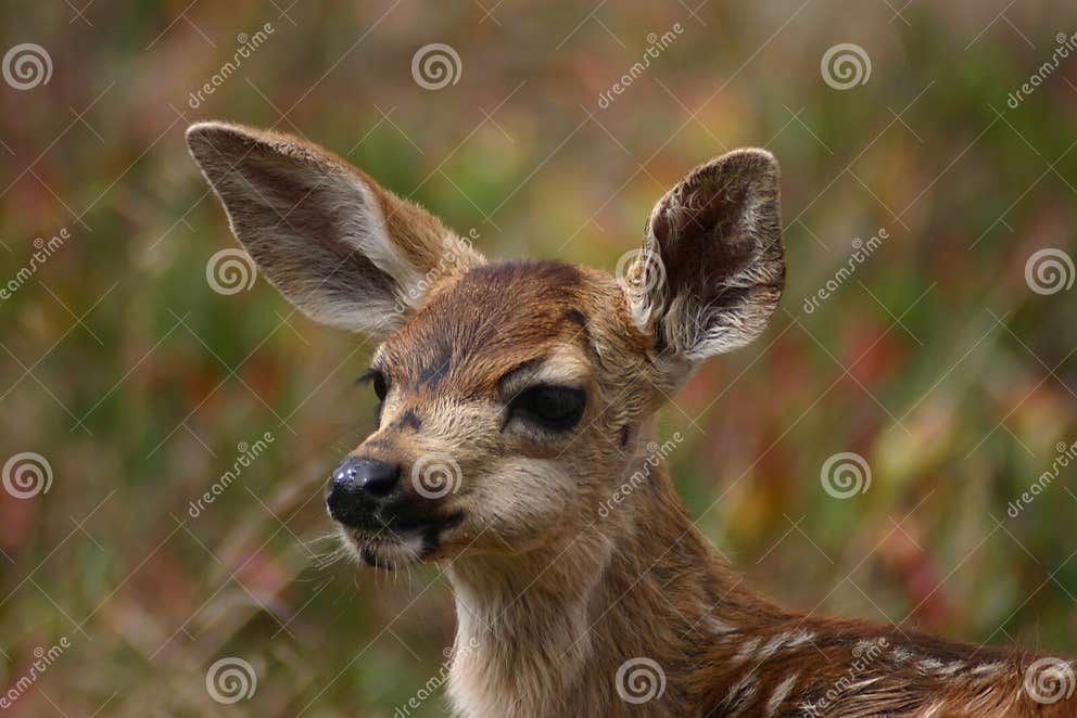 A Beautiful Fawn stock image. Image of cute, fawn, deer - 1386403