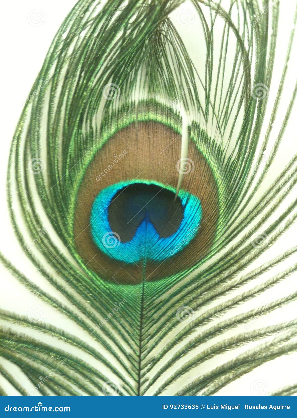 Beautiful feather stock image. Image of propios, tiene - 92733635