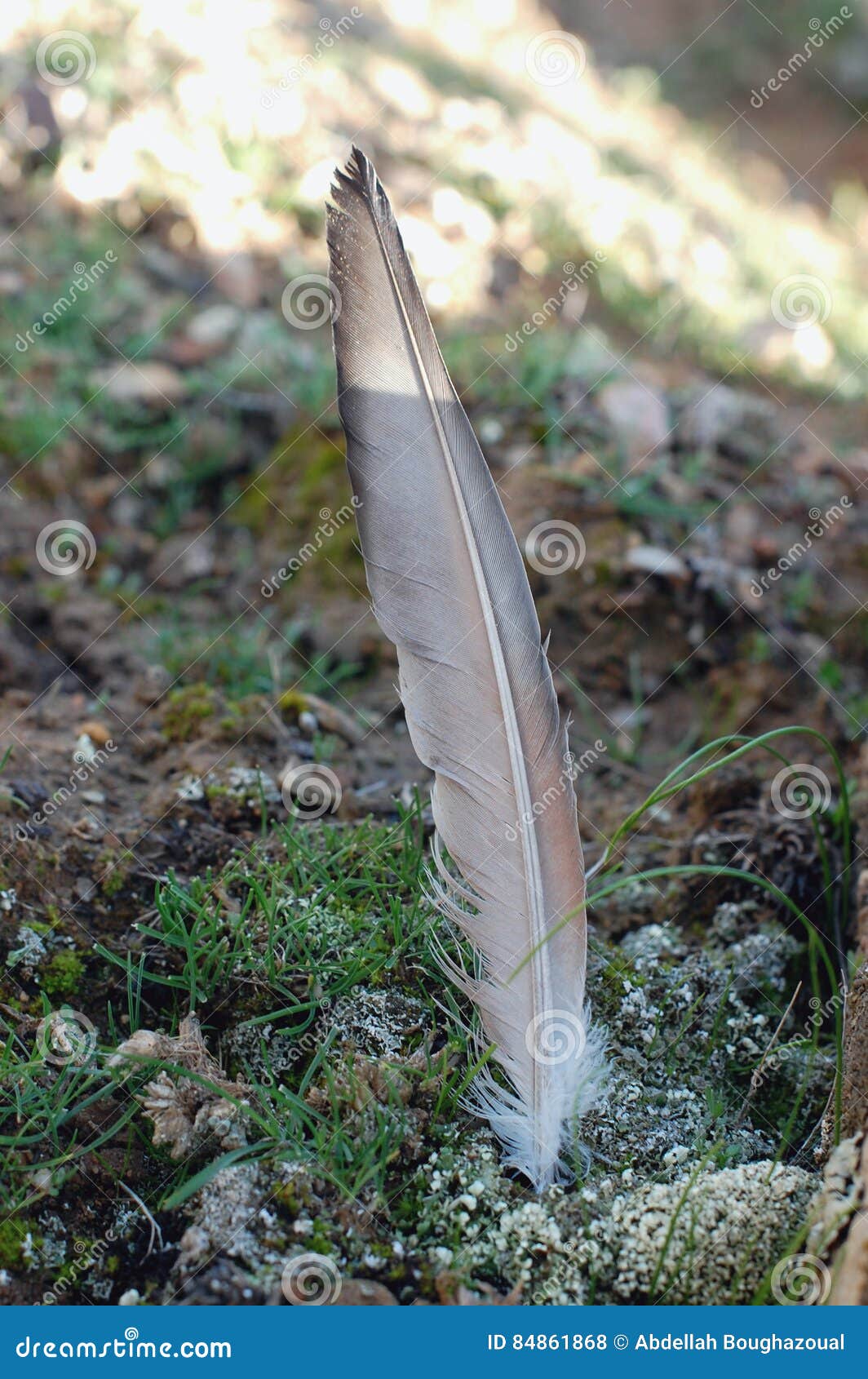 Beautiful Feather of a Bird Stock Photo - Image of landscapes, nature ...