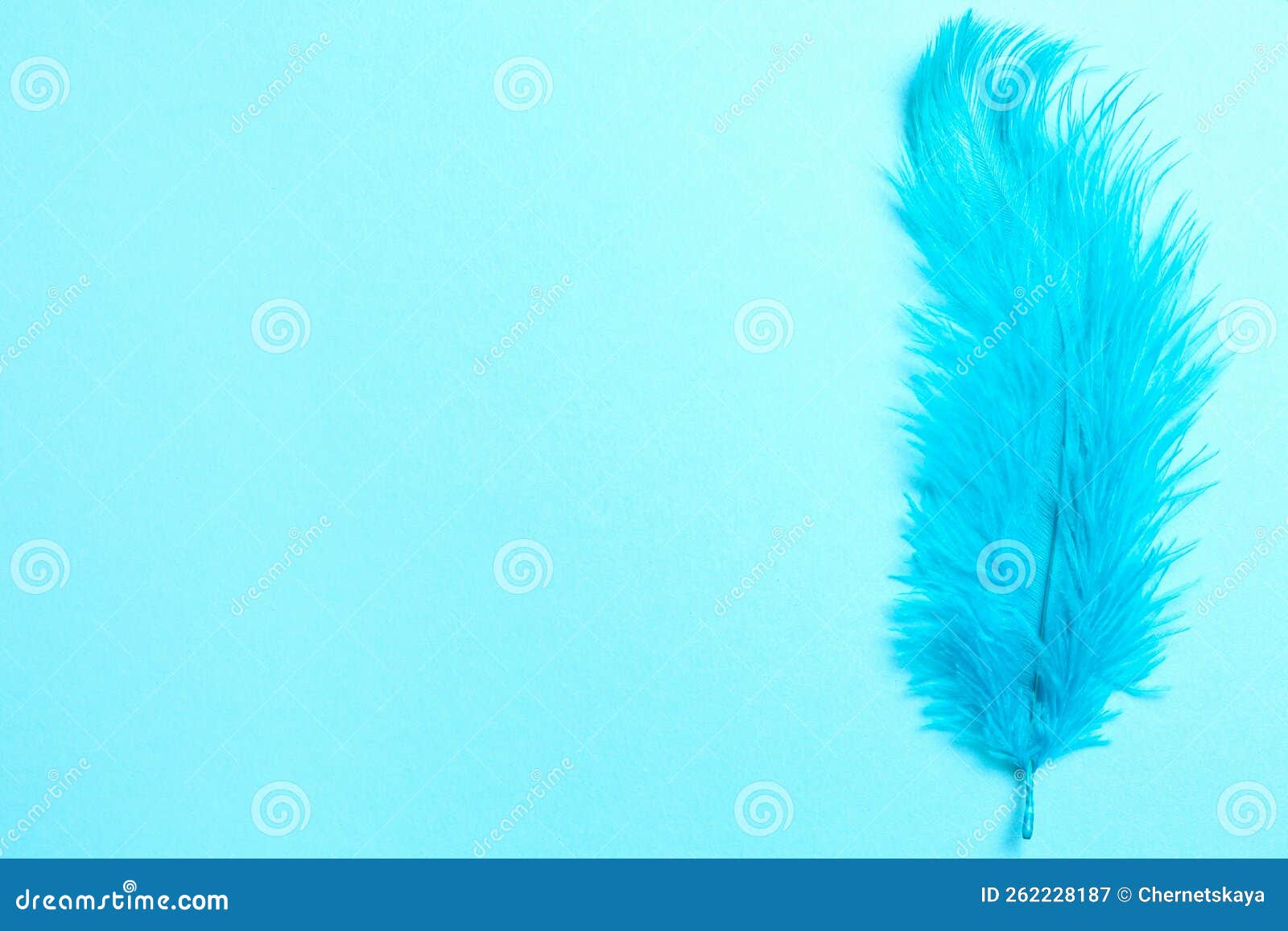 Beautiful Feather on Light Blue Background, Top View. Space for Text ...