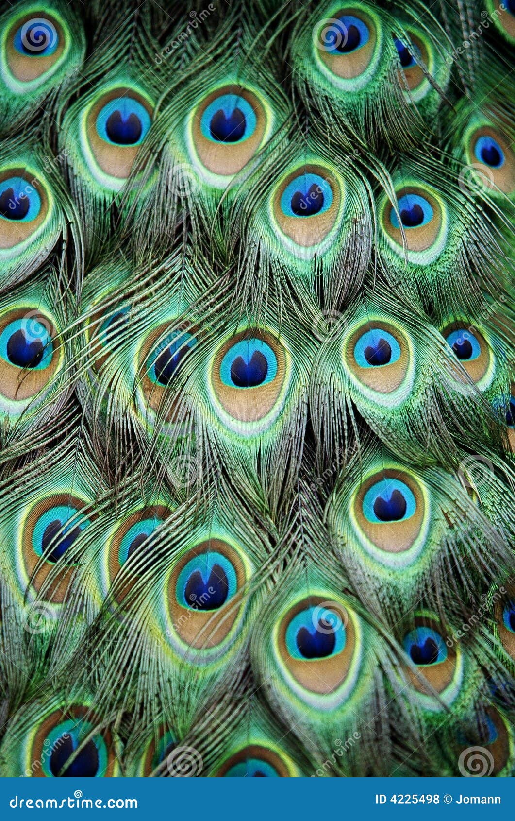 Beautiful feathers stock photo. Image of feathers, brilliant - 4225498