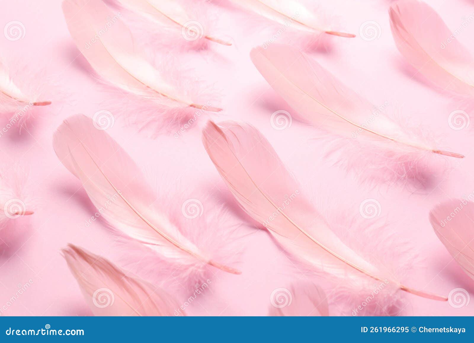 Beautiful Feathers on Light Pink Background, Closeup Stock Image ...