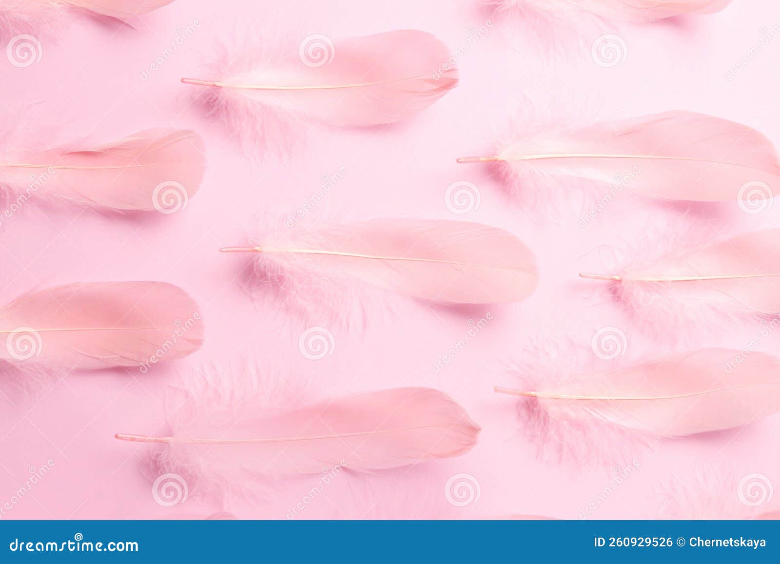 Beautiful Feathers on Light Pink Background, Flat Lay Stock Photo ...