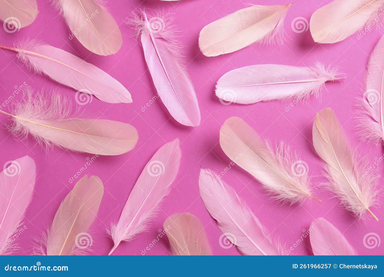 Beautiful Feathers on Light Pink Background, Flat Lay Stock Image ...