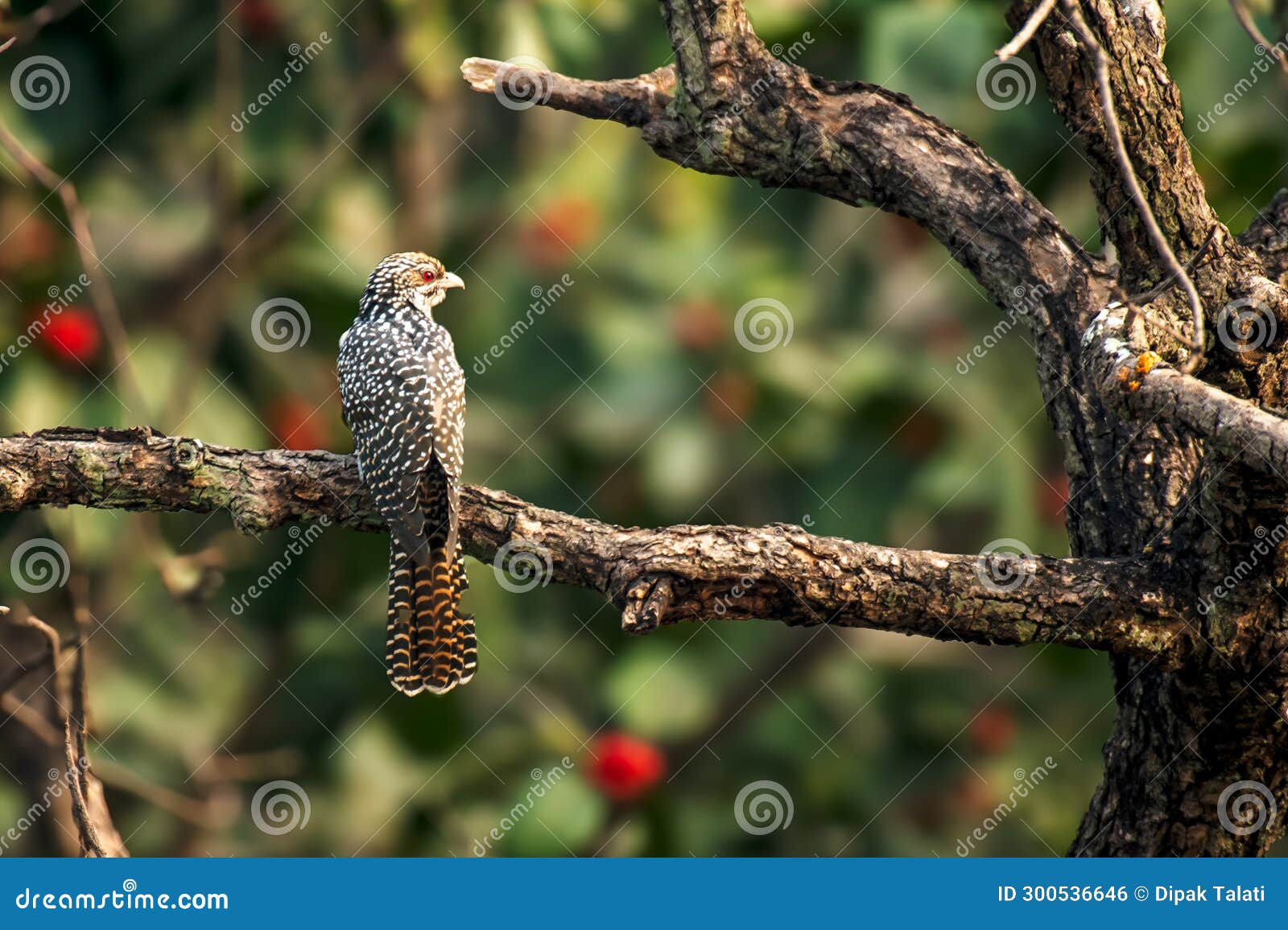 A Beautiful Female Asian Koel on the Branch Stock Photo - Image of bird ...