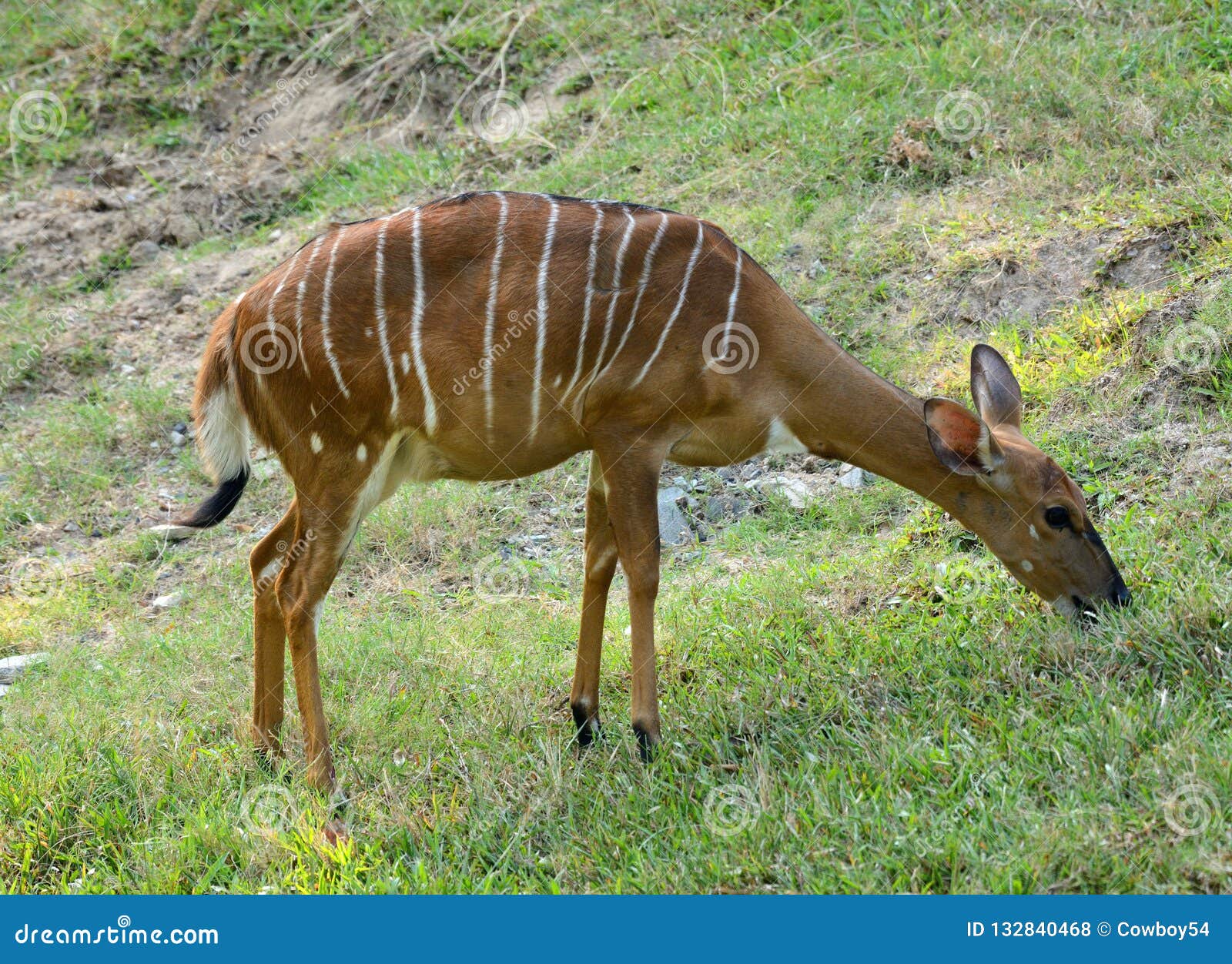 Female Bongo Antelope