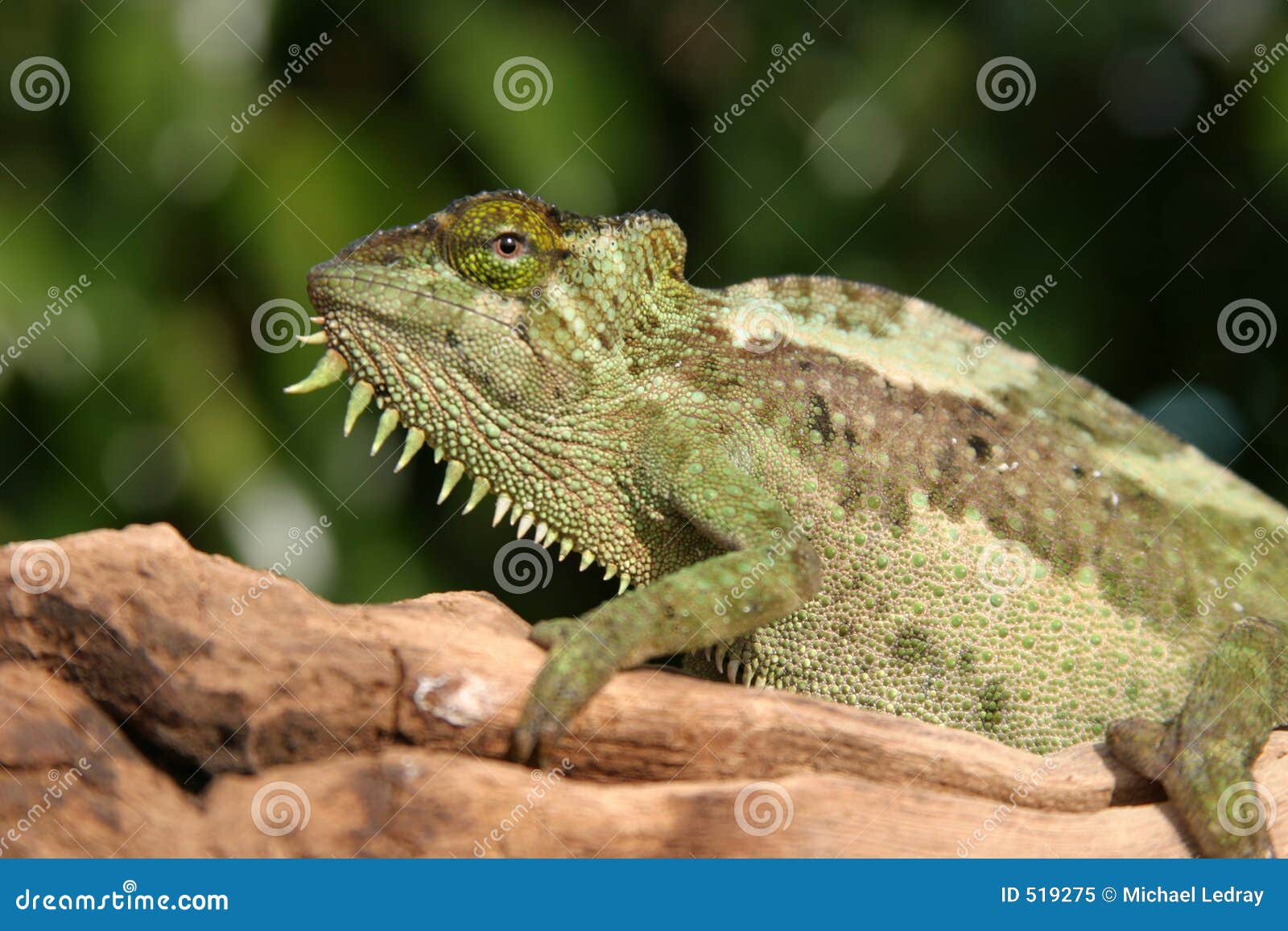 Beautiful Female Chameleon stock image. Image of jacksonii - 519275
