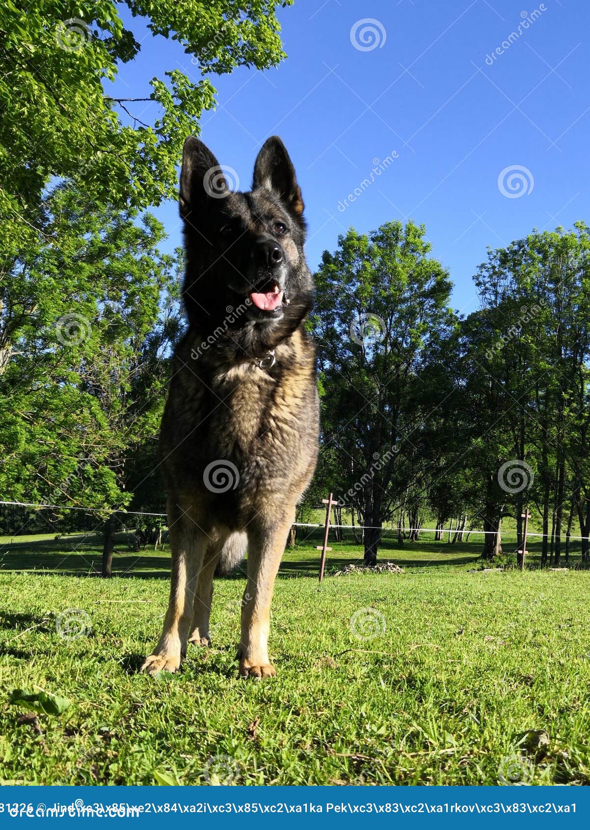 Beautiful Female German Shepherd Stock Photo - Image of plant, flower ...