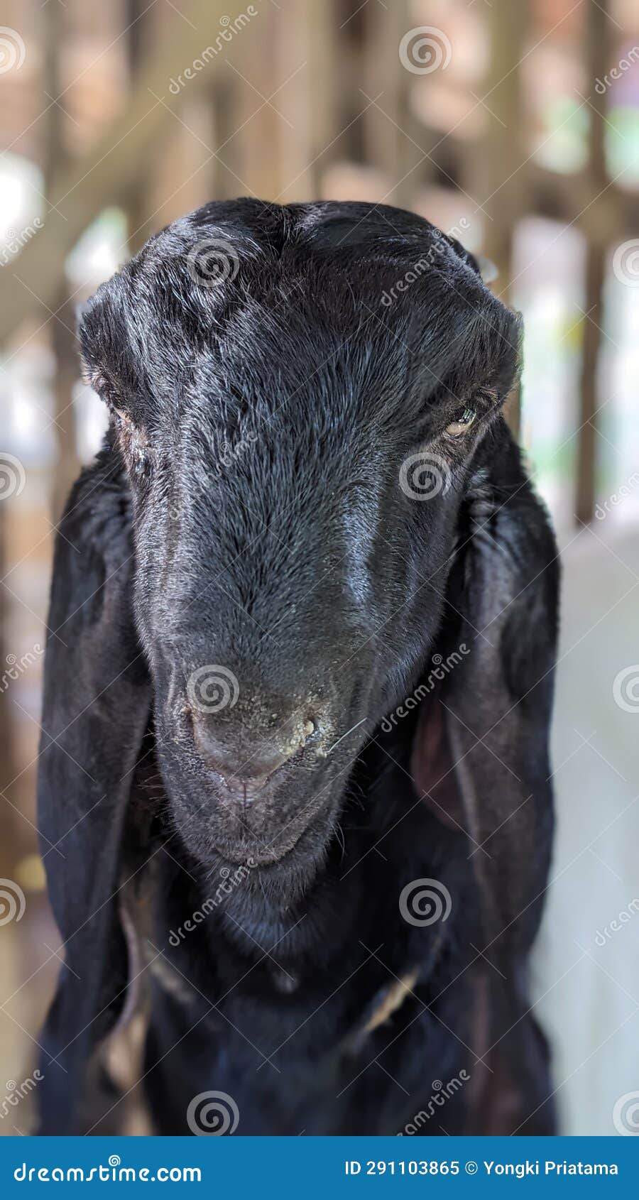 Beautiful female goat stock image. Image of animal, mammal - 291103865