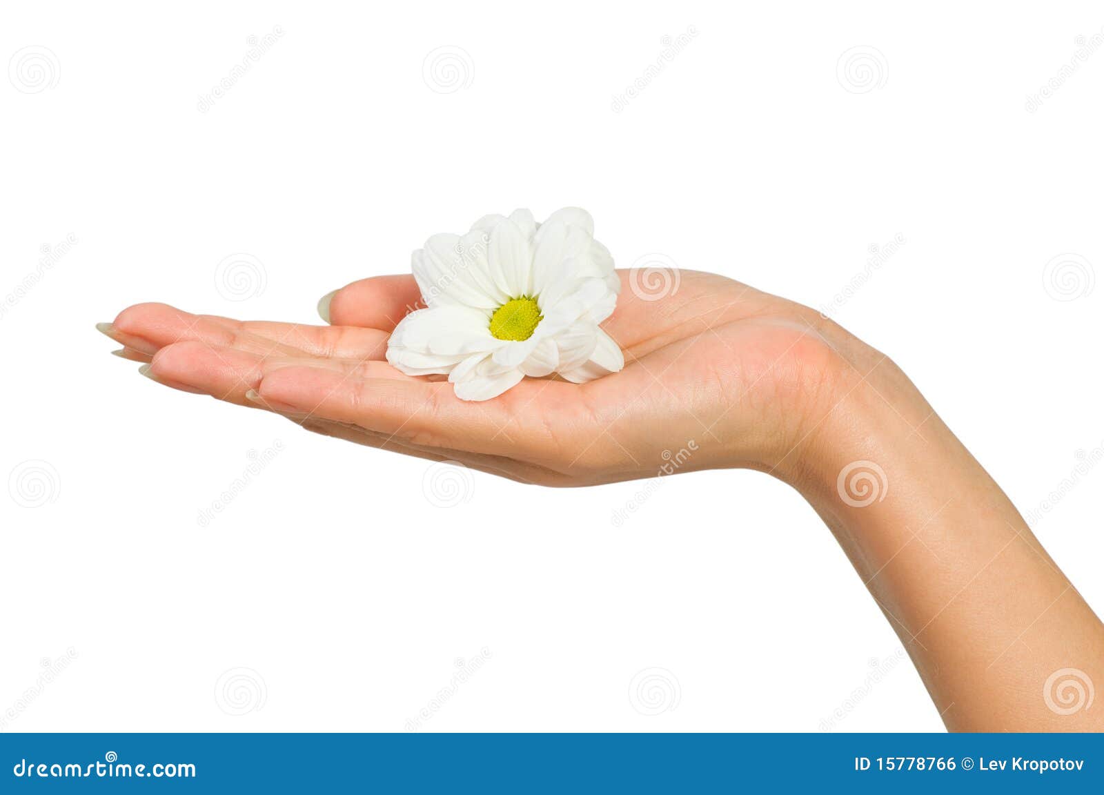 Beautiful Female Hand with Flower Stock Photo - Image of wrist, smooth ...
