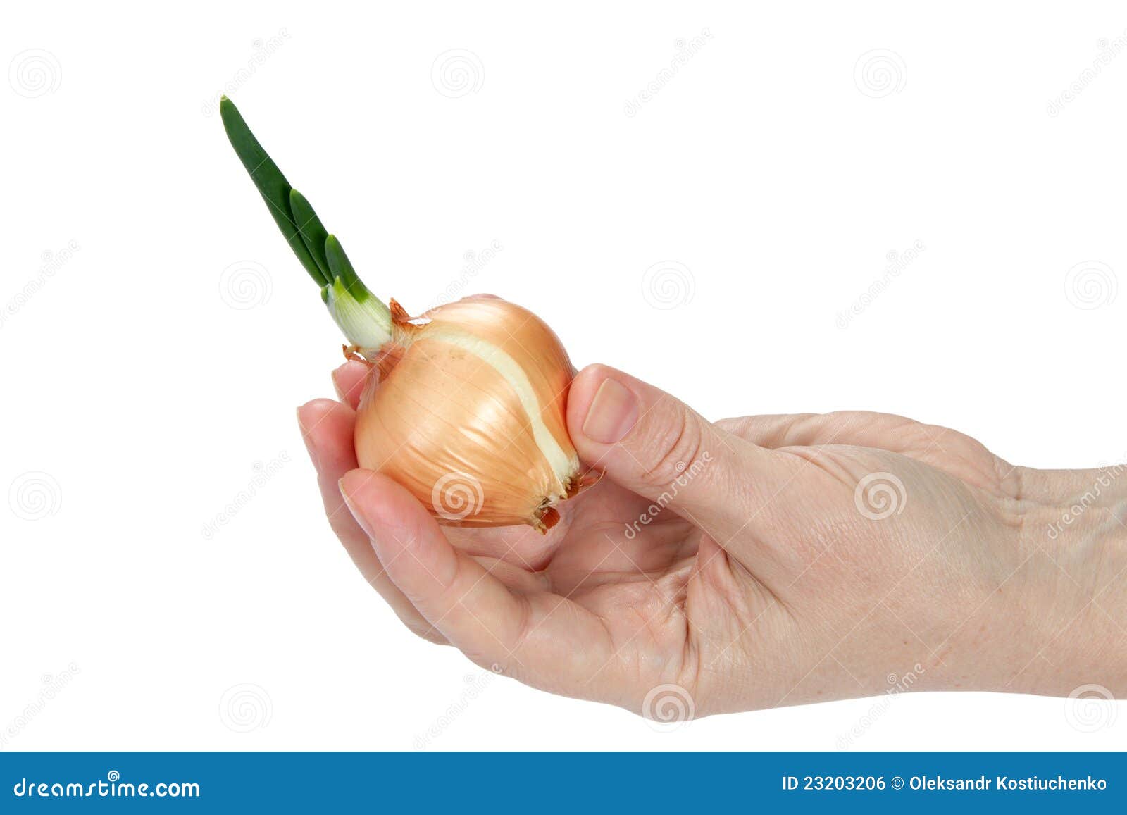 Beautiful Female Hand Keeps Onion (isolated) Stock Photo - Image of ...