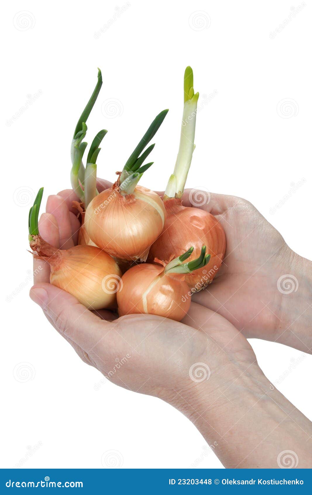 Beautiful Female Hand Keeps Onion (isolated) Stock Photo - Image of ...