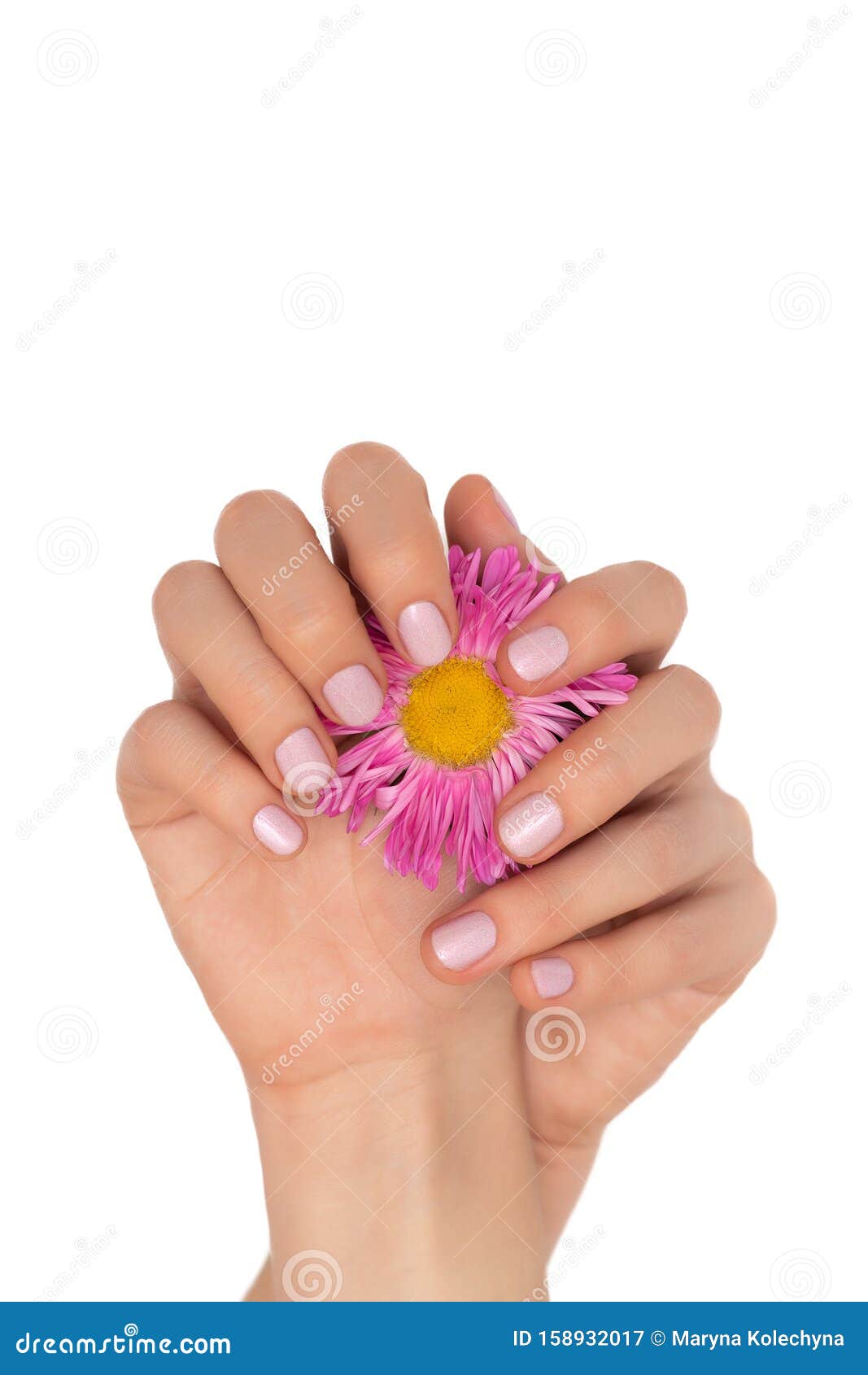 Beautiful Female Hands Isolated on White Background Stock Image - Image ...
