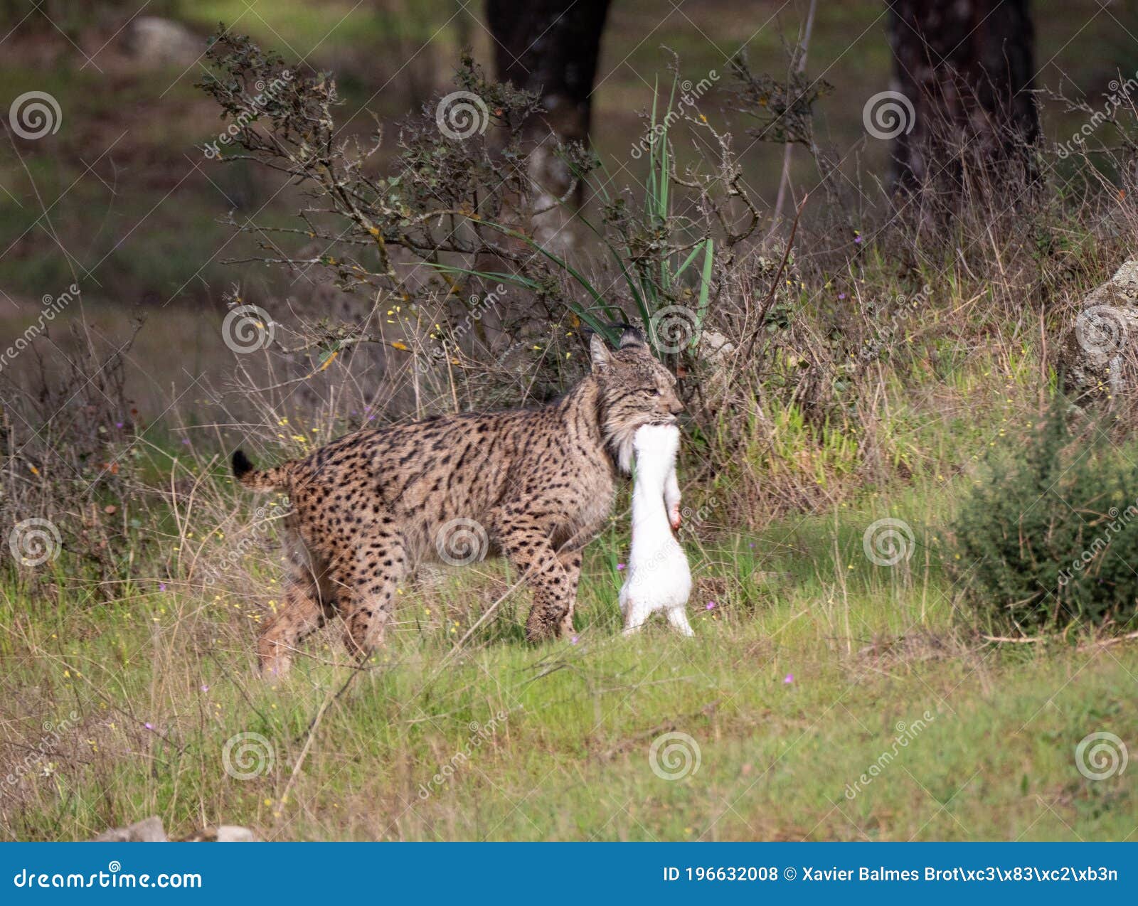 Iberian Lynx Back Stock Photos - Free & Royalty-Free Stock Photos from ...