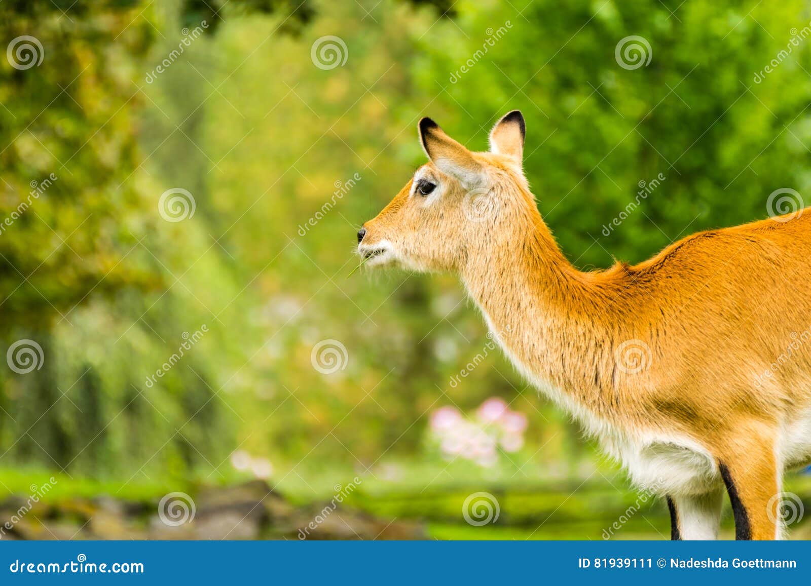 Beautiful Female Lechwe. Kobus Leche. Stock Image - Image of park ...