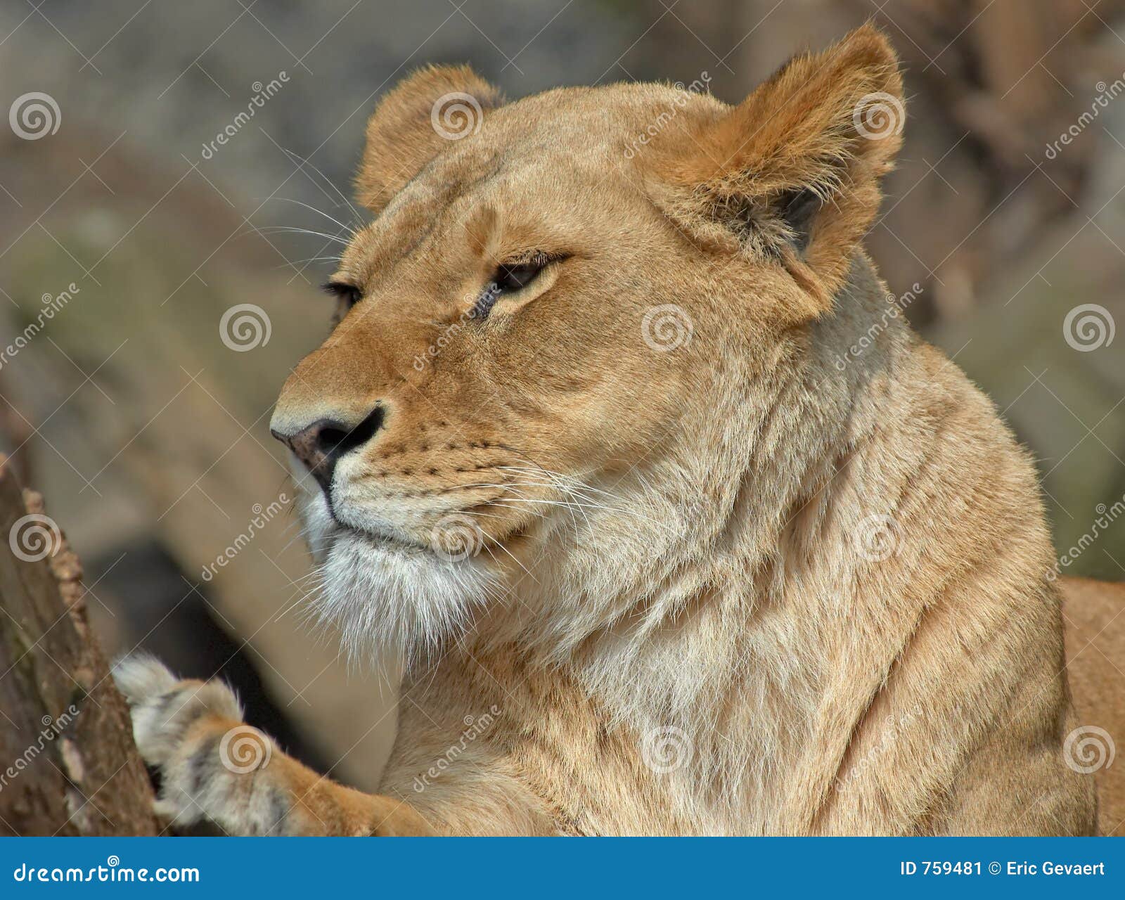 Beautiful Female Lion Stock Image - Image: 759481