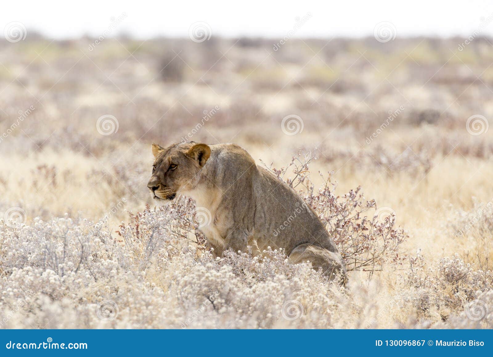 A Beautiful Female Lion among Bushes Stock Image - Image of fearless ...