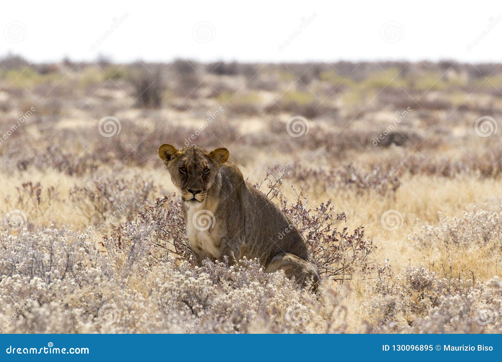 A beautiful female lion stock image. Image of kenya - 130096895