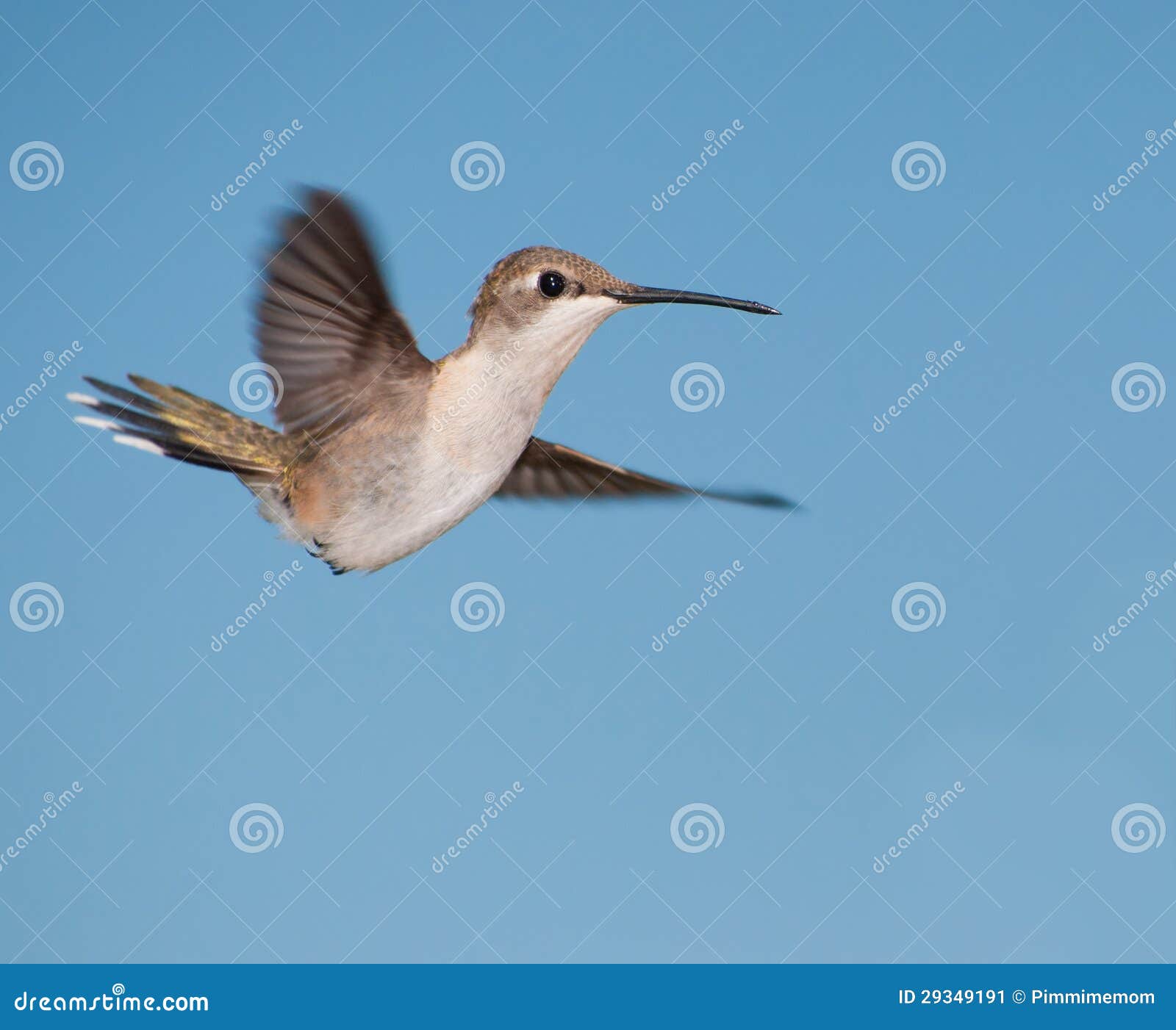 Beautiful Female Ruby-throated Hummingbird in Flight Stock Image ...