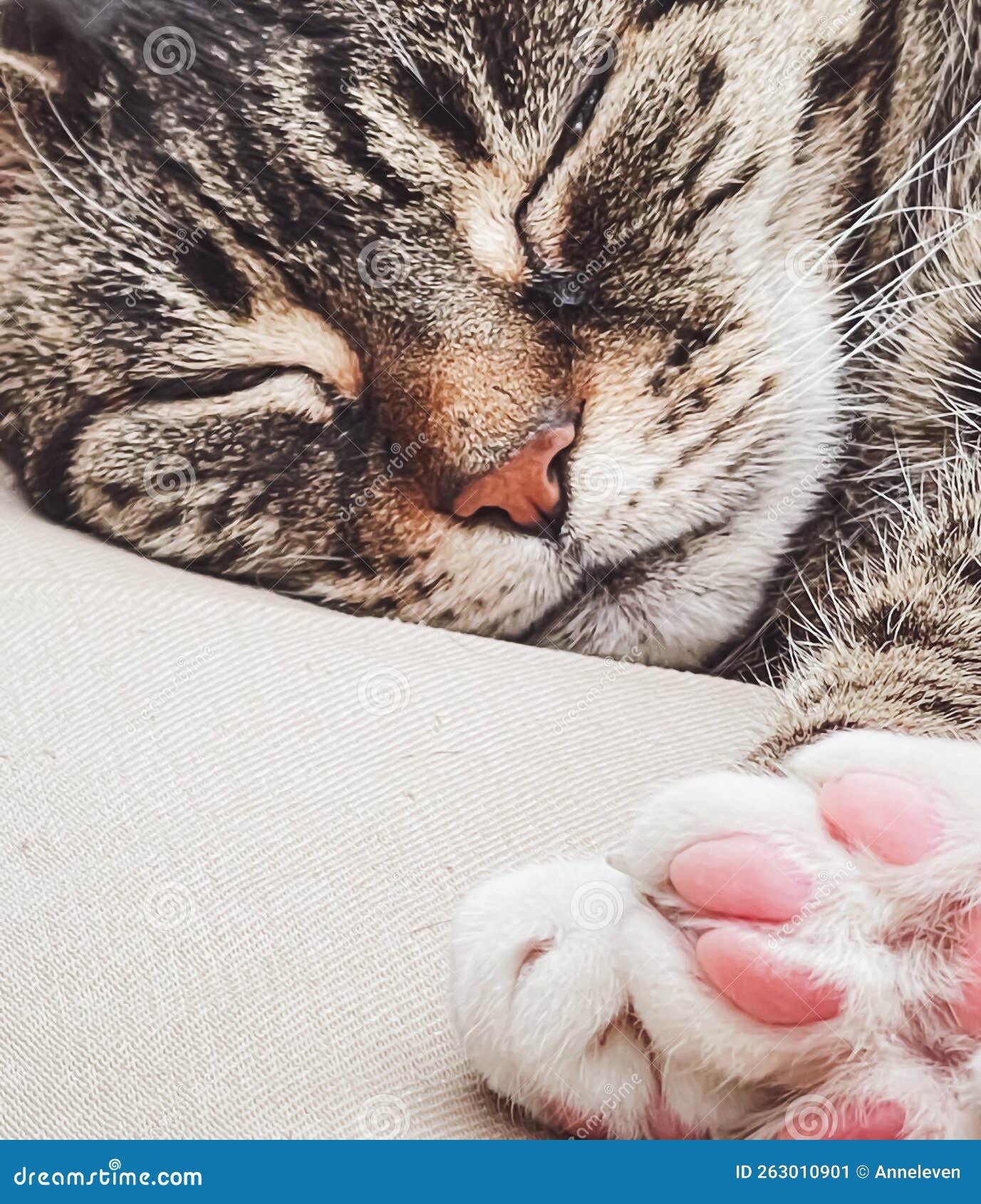 Beautiful Female Tabby Cat at Home, Adorable Domestic Pet Portrait ... Beautiful Female Tabby Cat at Home, Adorable Domestic Pet Portrait ...