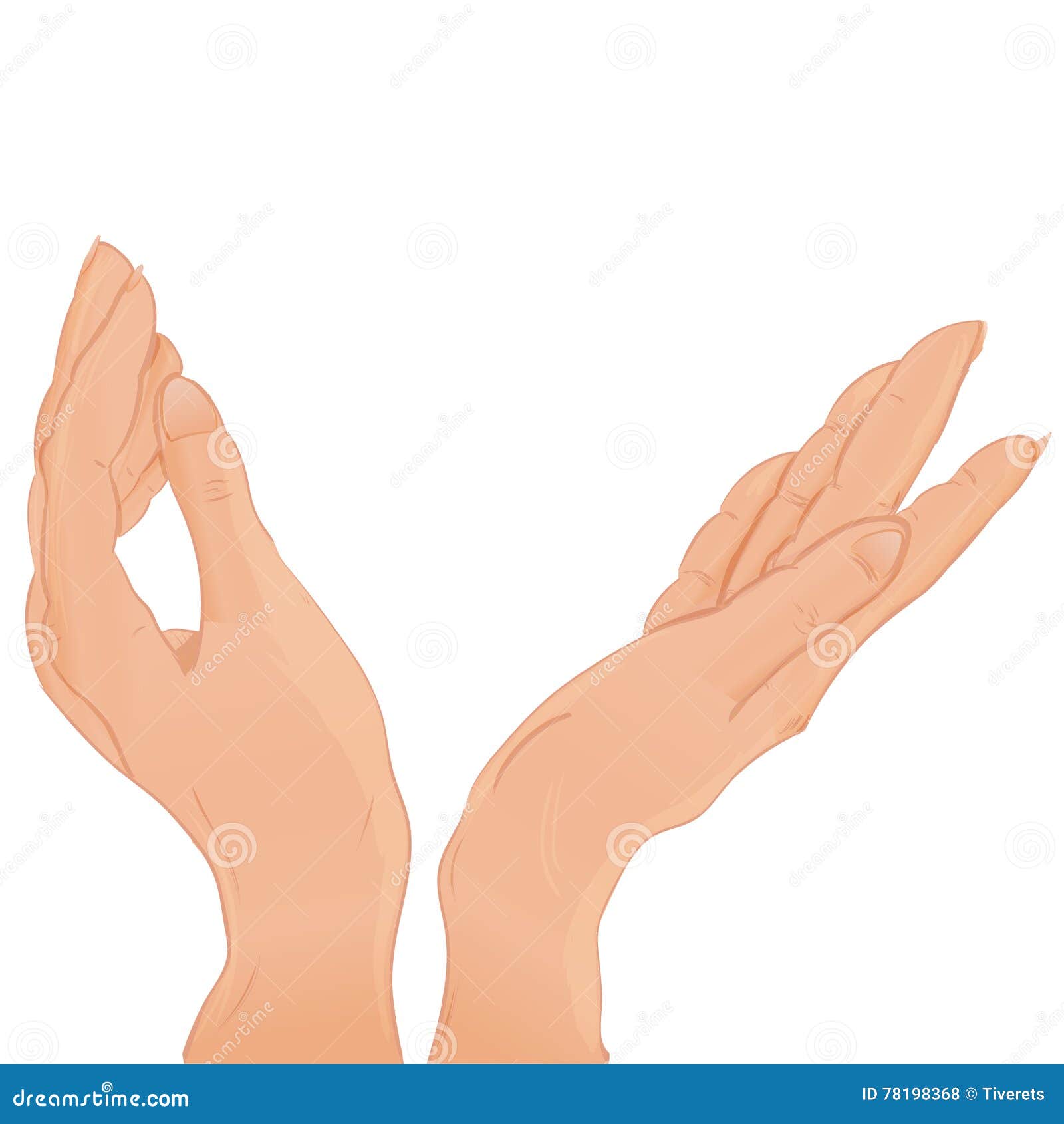 Beautiful Female Two Pair Open Hands. Vector Stock Vector ...