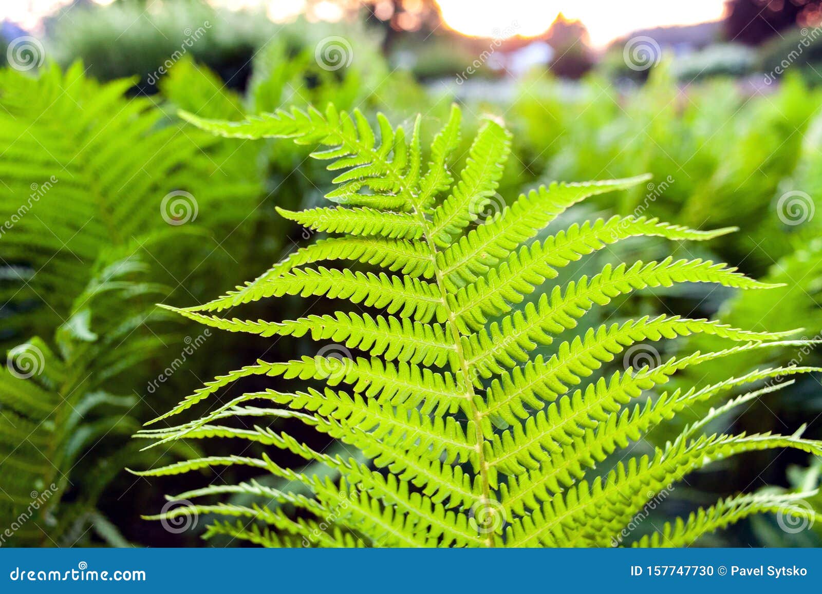 Beautiful Fern on the Background of Fern Thickets. Stock Photo - Image ...