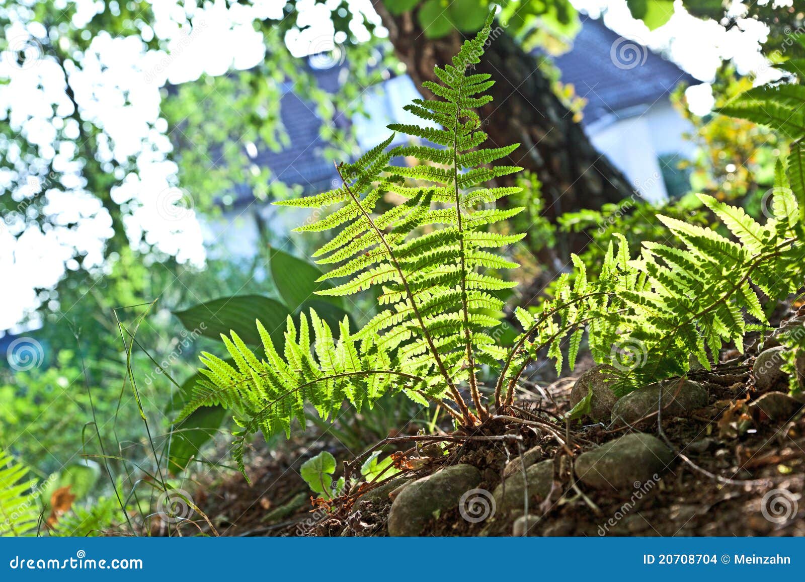 Beautiful Fern In Dense Forest Stock Photo - Image of detail ...