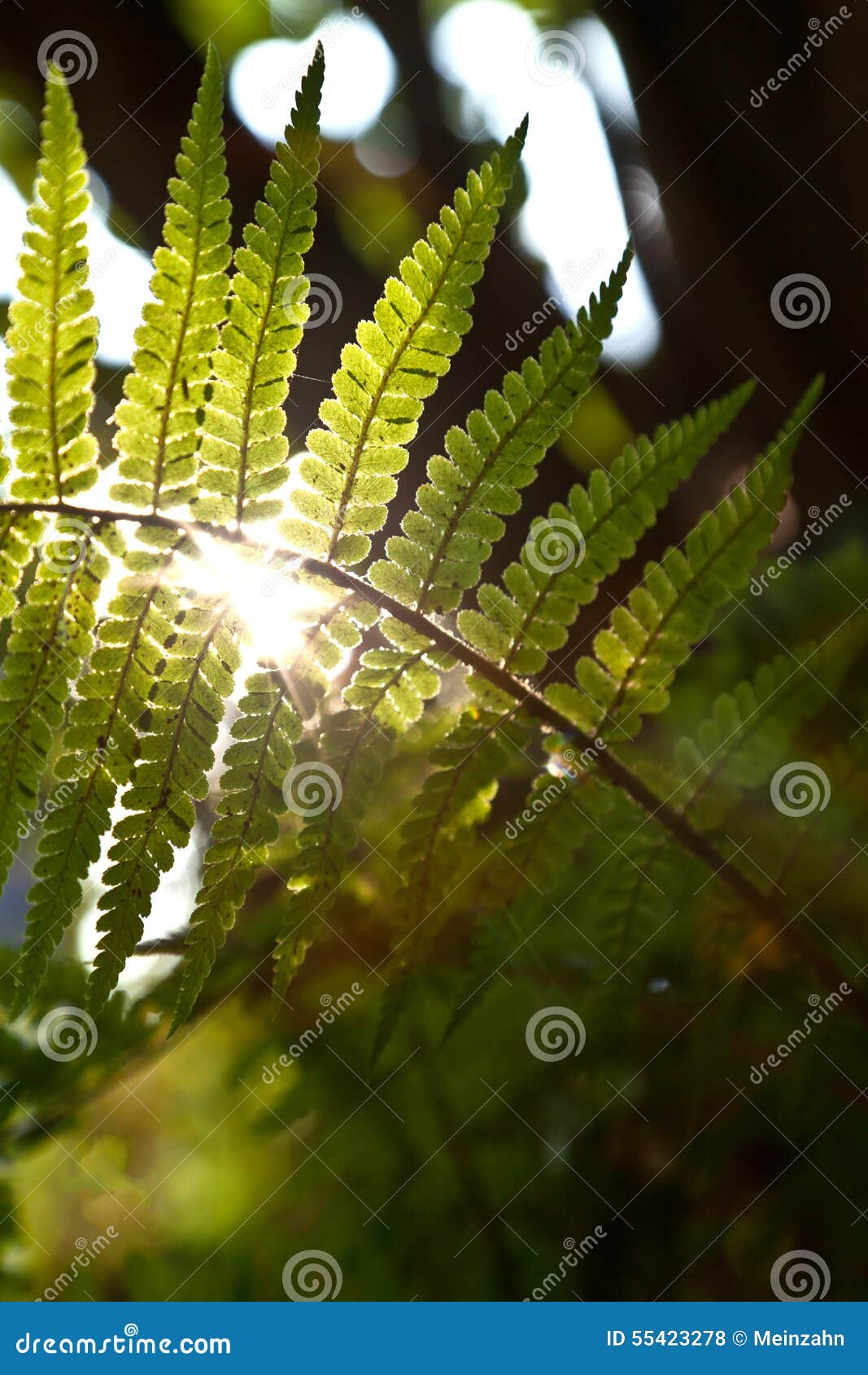 Beautiful Fern in Dense Forest Stock Photo - Image of botany ...