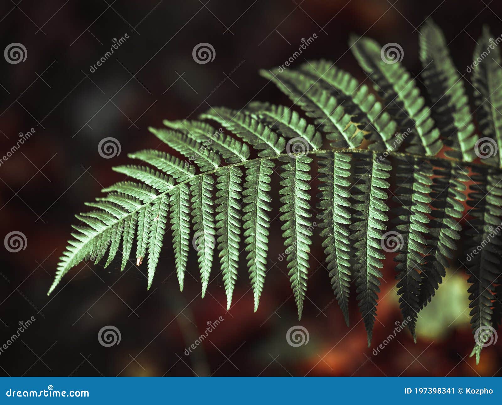 Beautiful Fern Leaf Close Up in the Forest Stock Image - Image of ...