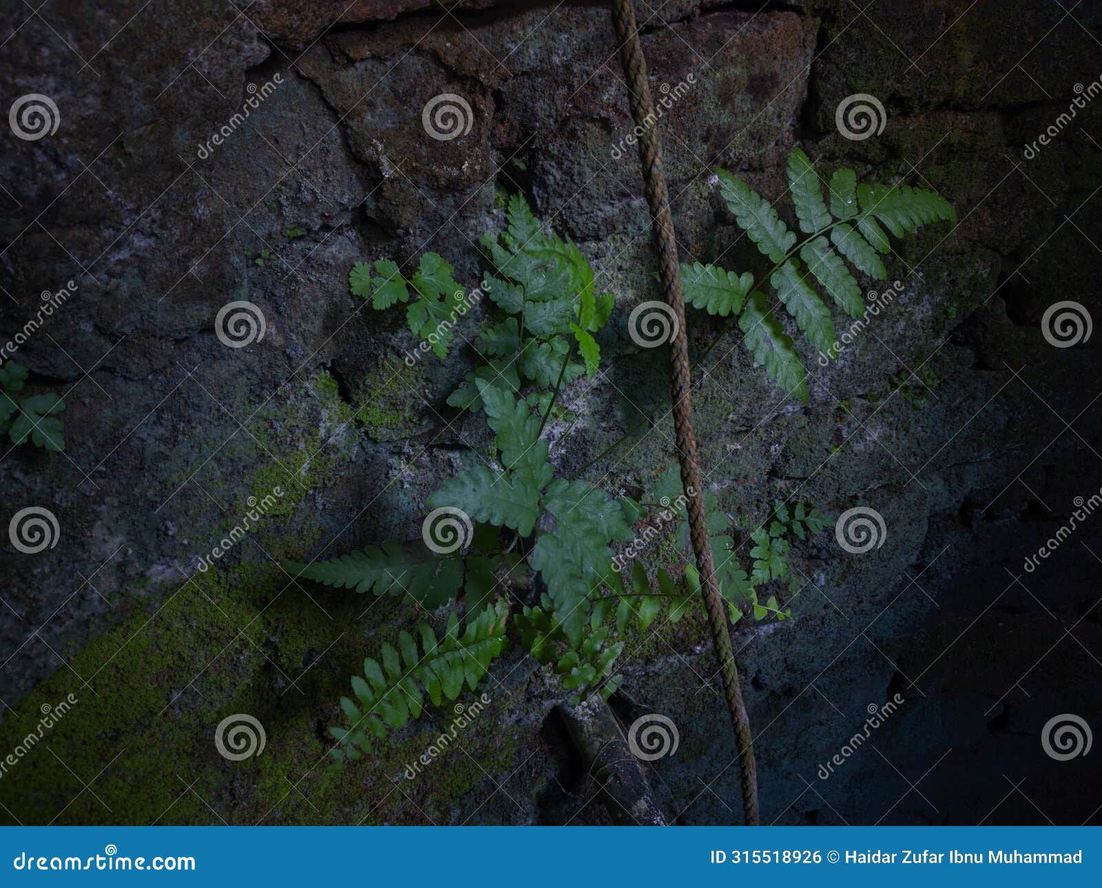 Beautiful Fern Plants in a Deep Well Stock Photo - Image of deep ...