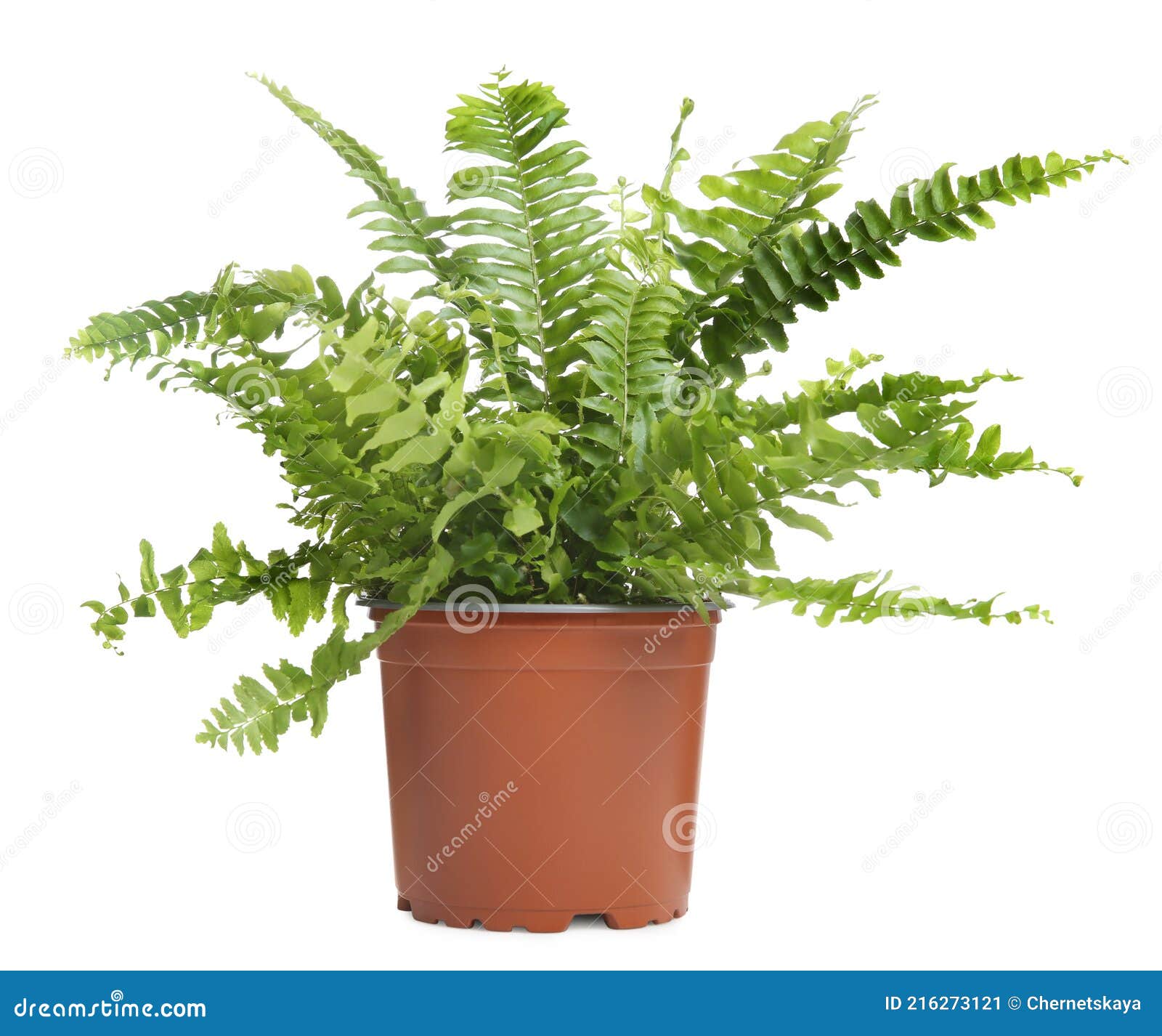 Beautiful Fern in Pot Isolated on White Stock Image - Image of bush ...
