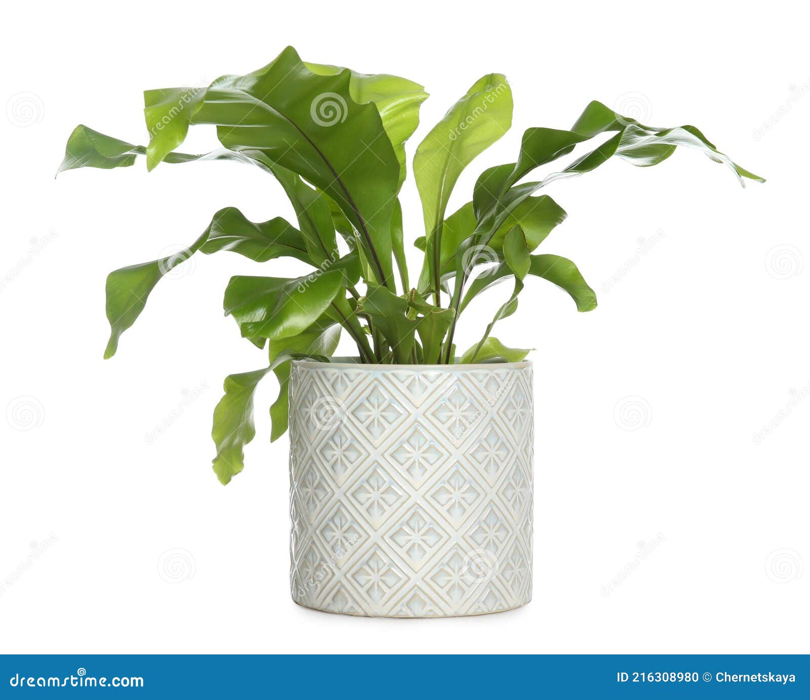 Beautiful Fern in Pot Isolated on White Stock Photo - Image of ...