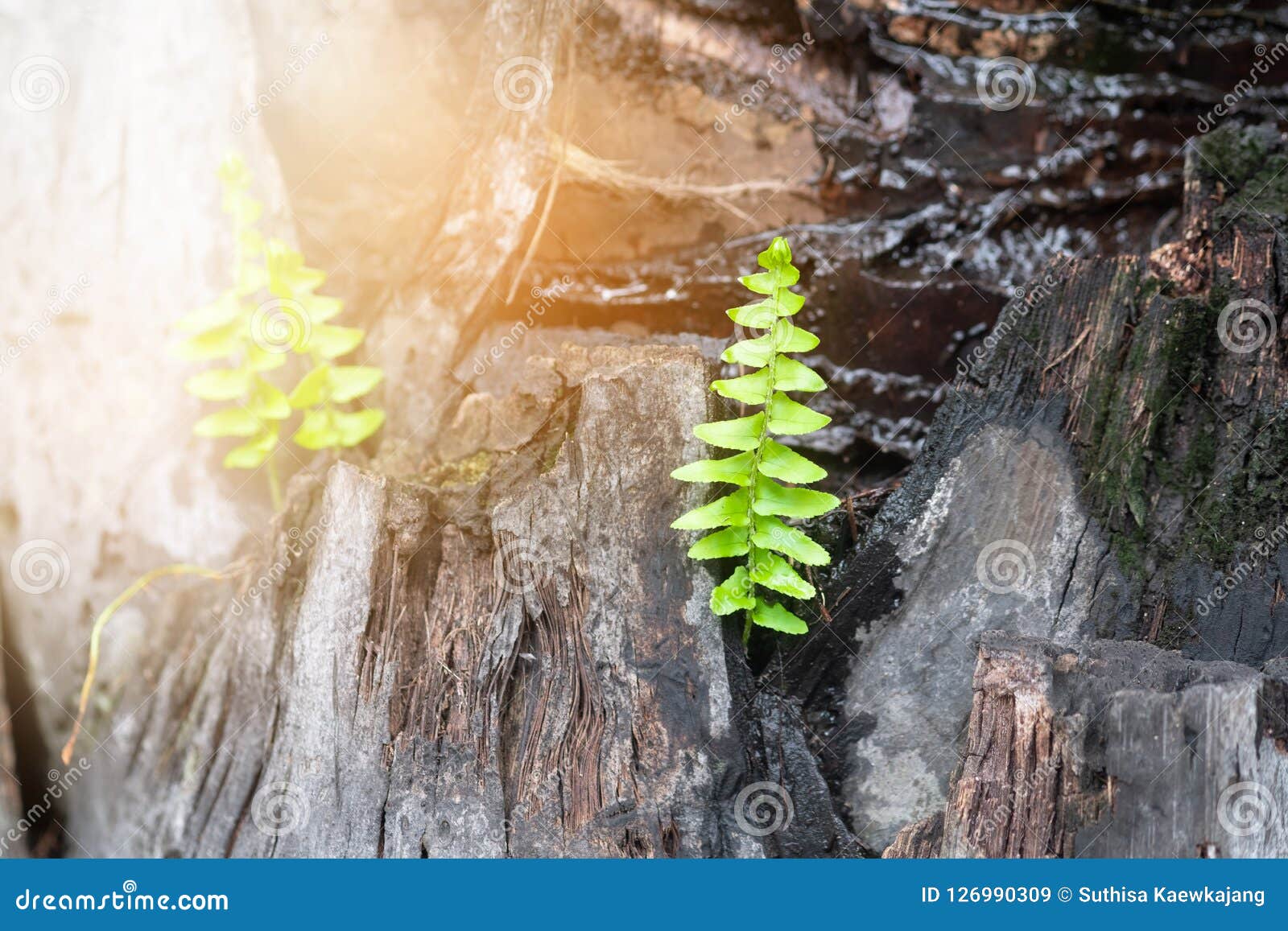 Beautiful Fern Tree and Sunshine in the Morning. Stock Image - Image of ...