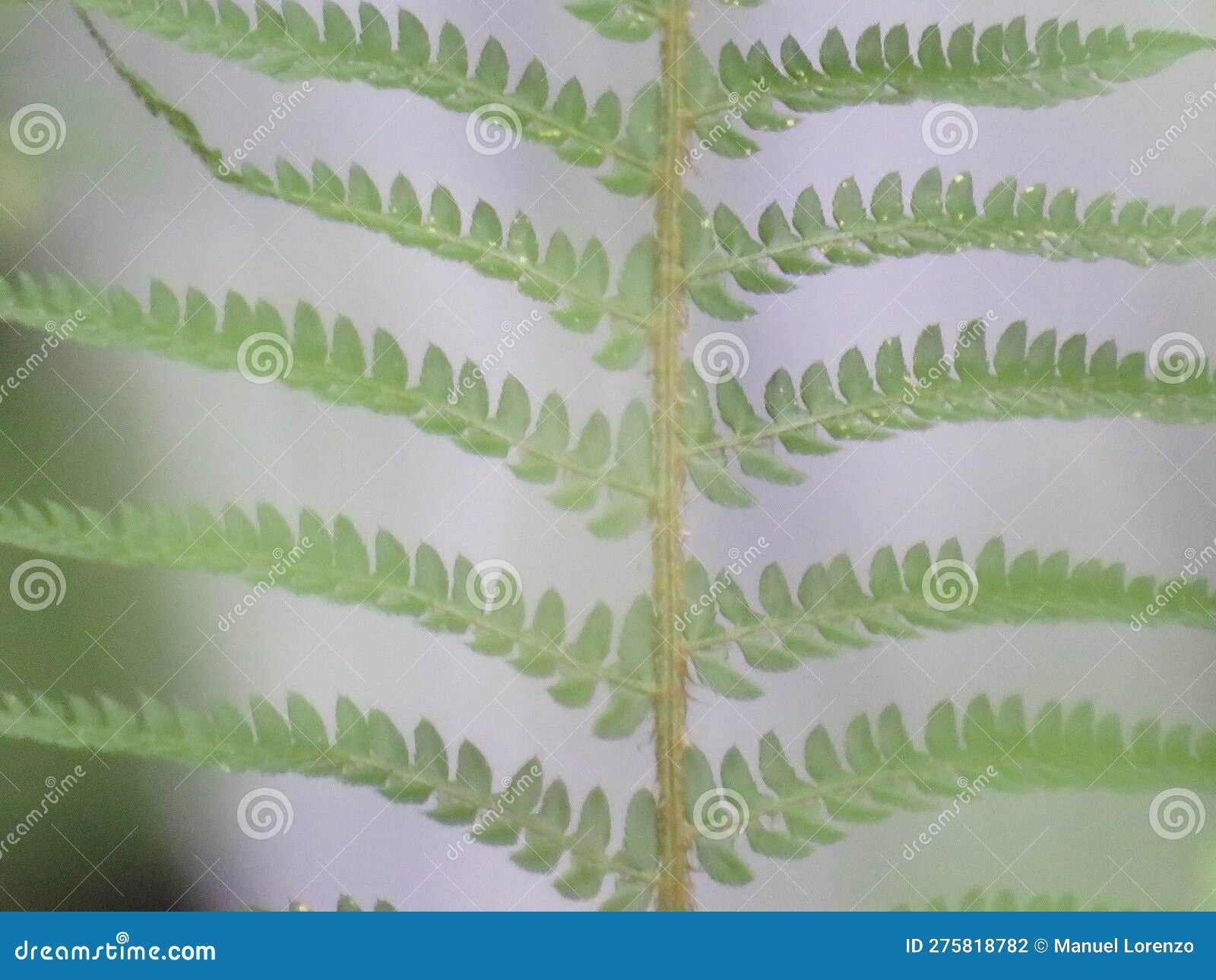 Beautiful Ferns of Nice Color and Very Moist Stock Photo - Image of ...