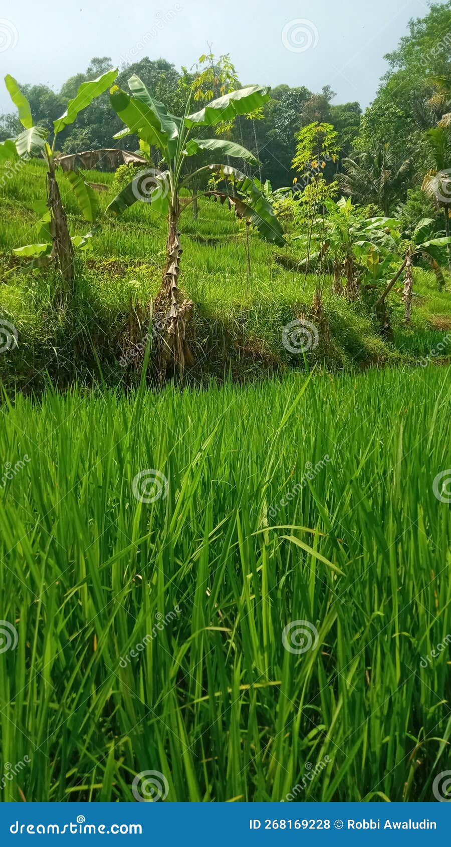 Beautiful and Fertile Rice Fields Stock Photo - Image of meadow ...