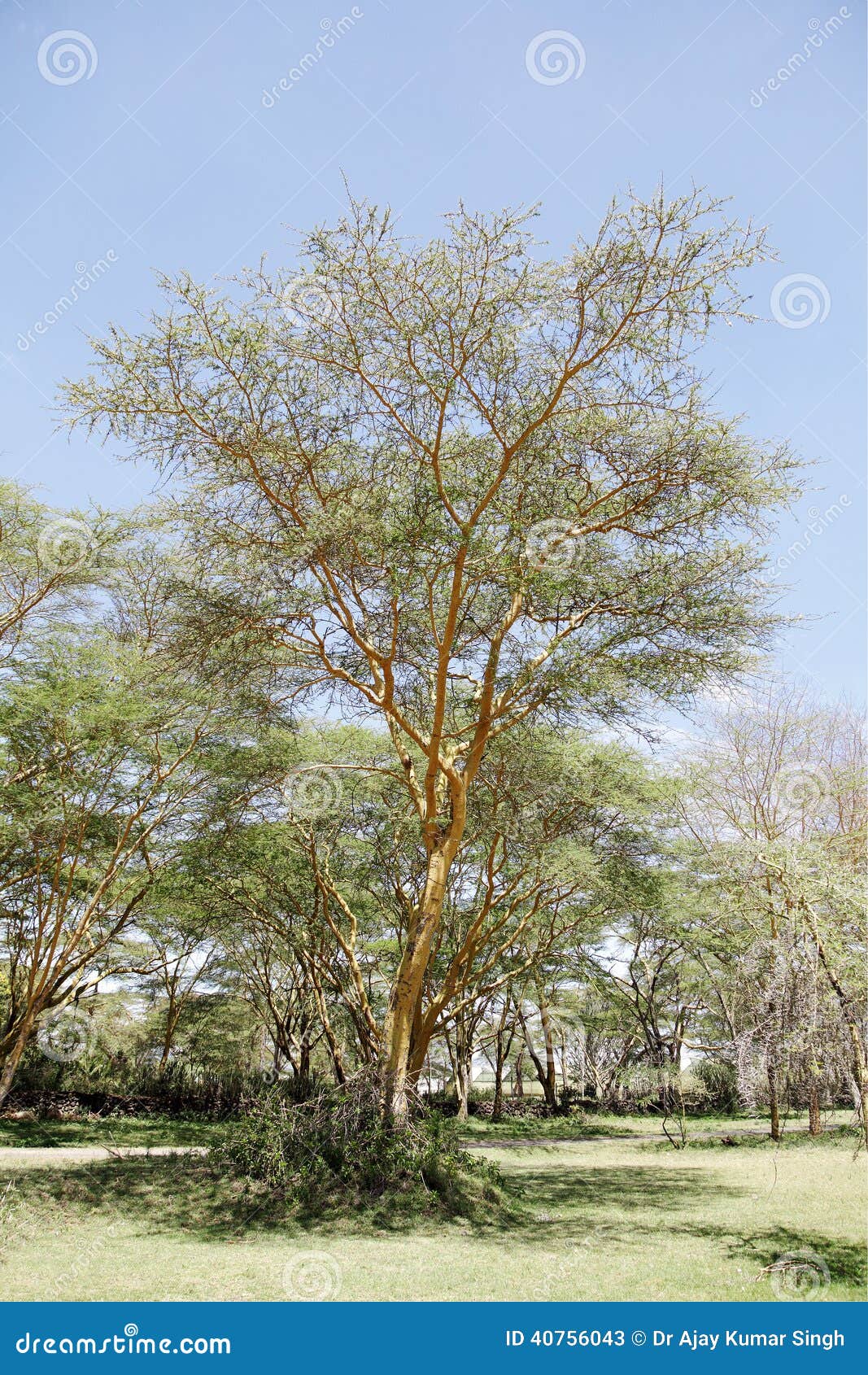 A Beautiful Fever Tree in Kenya Stock Image - Image of hanging, built ...