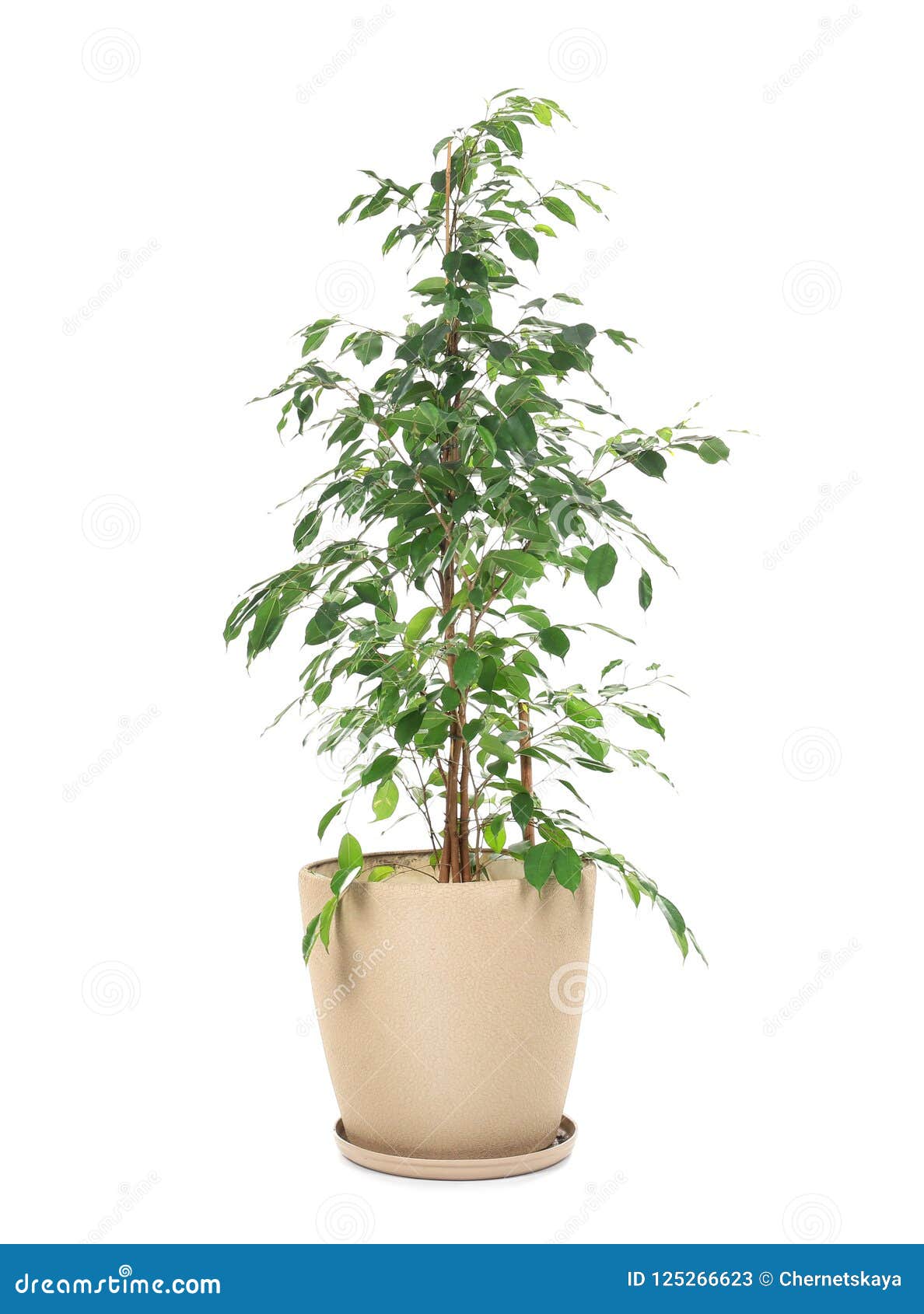 Beautiful Ficus Benjamina Plant In Pot Isolated On White. House Decor ...