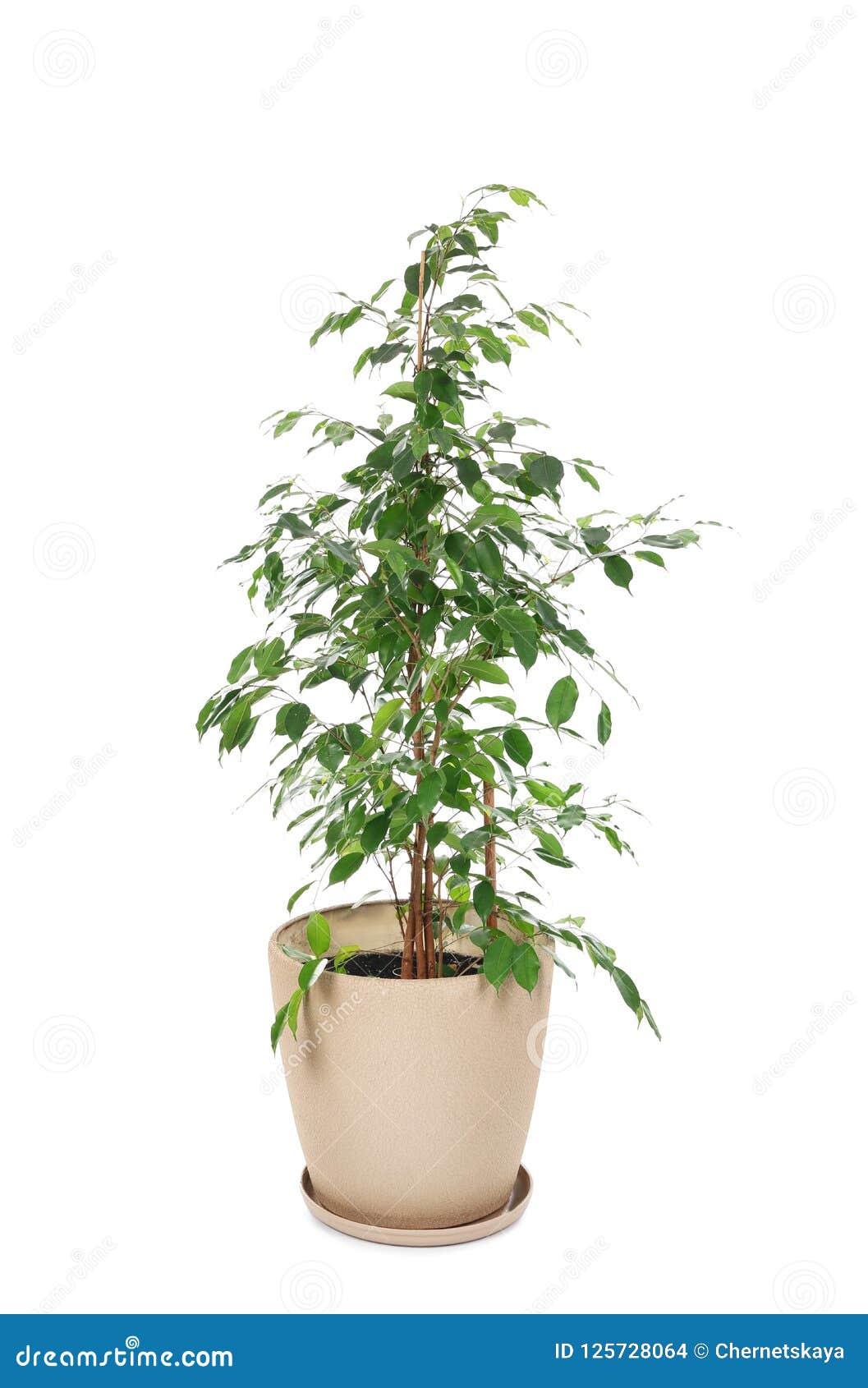 Beautiful Ficus Benjamina Plant In Pot Isolated On White. House Decor ...