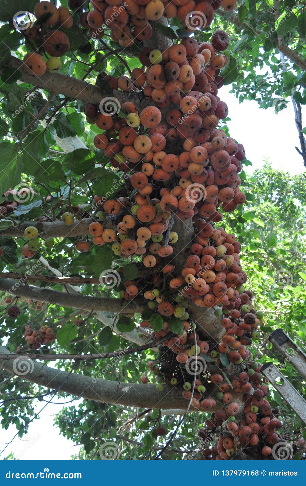 The Beautiful Ficus Sycomorus in Farmland Stock Photo - Image of ...