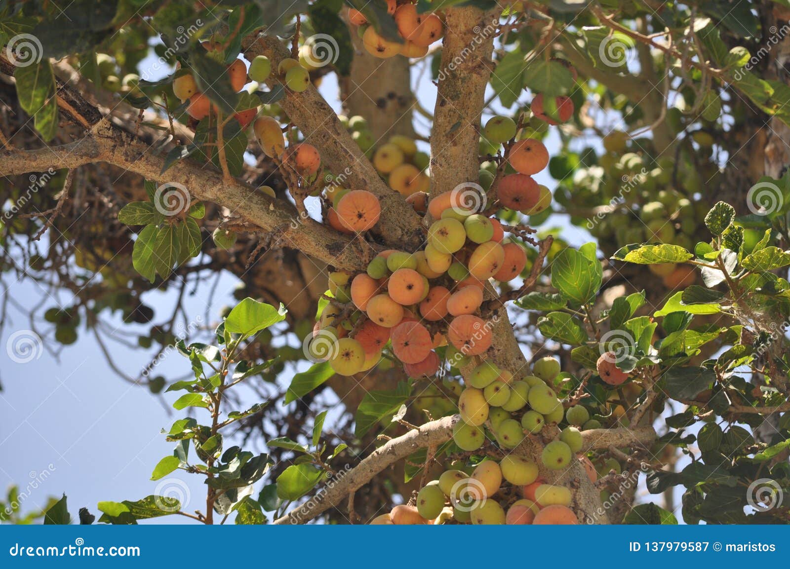 115 Ficus Sycomorus Photos - Free & Royalty-Free Stock Photos from ...