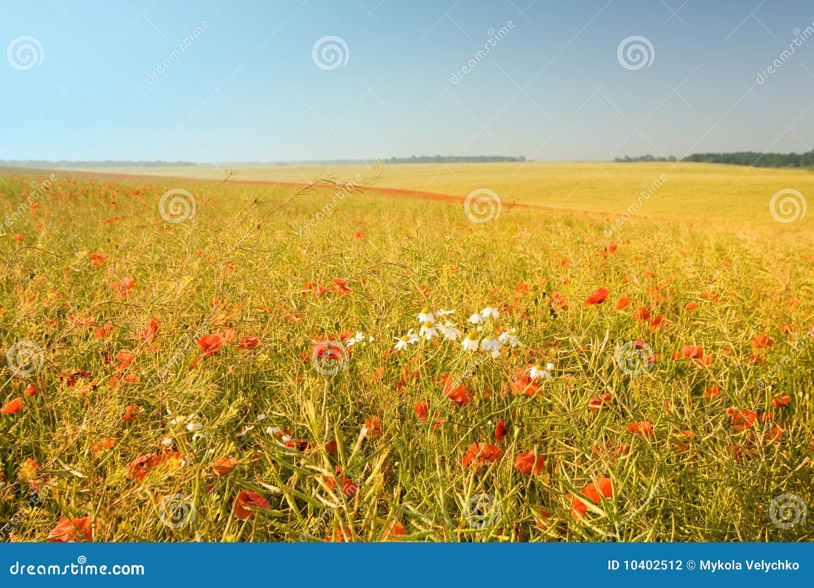 Beautiful field stock photo. Image of agriculture, rural - 10402512
