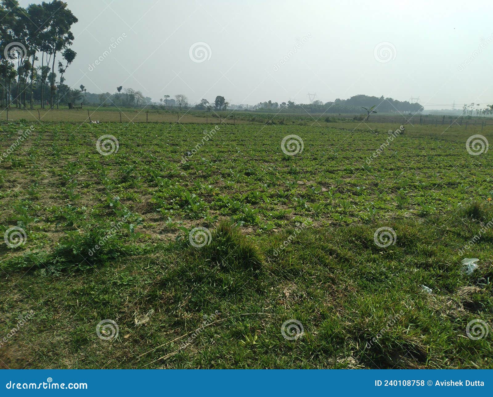 Beautiful Field or Agricultural Field or Greenland Stock Photo - Image ...