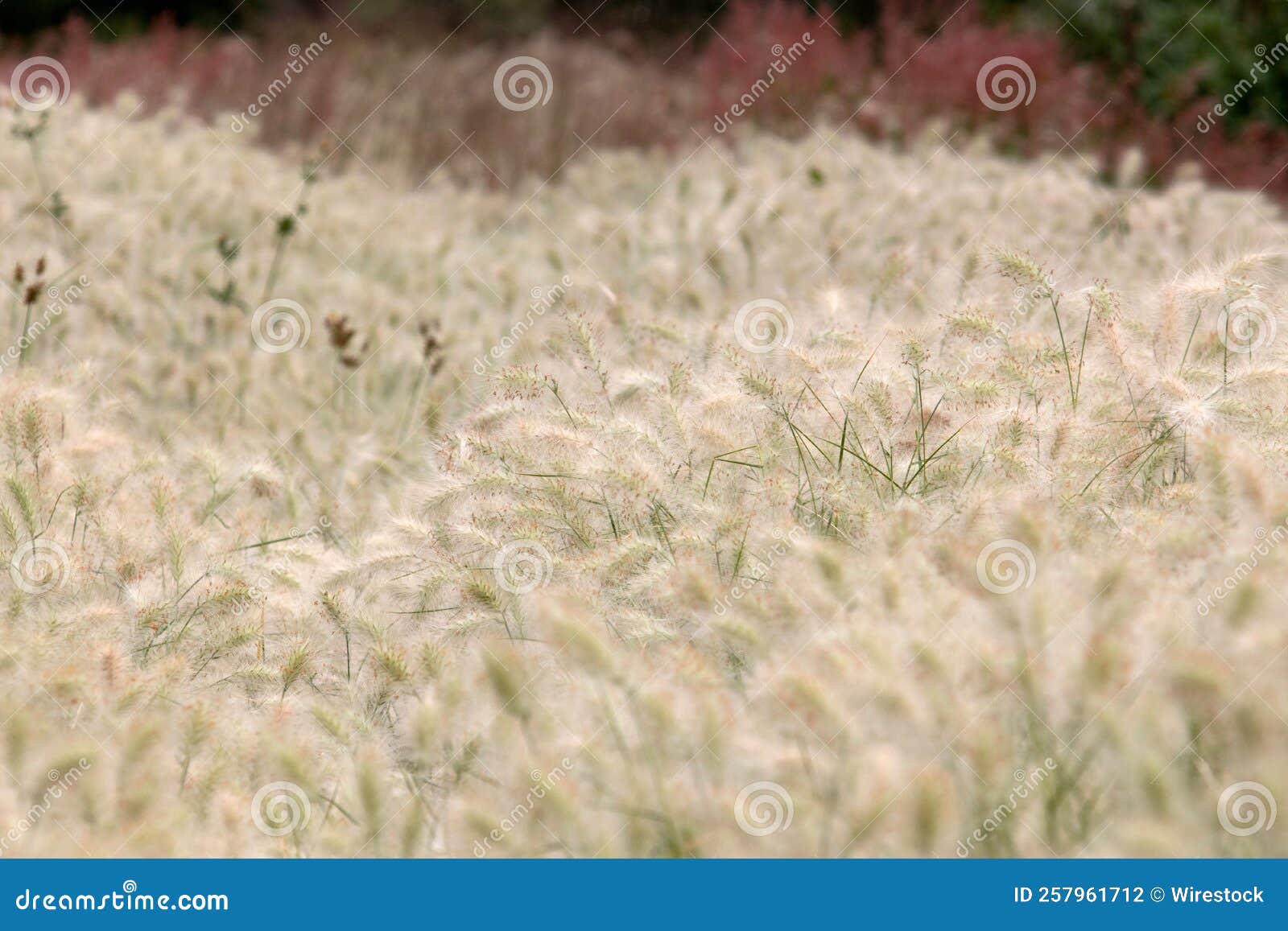 Beautiful Field of Blooming Silver Feather Grass Stock Photo - Image of ...