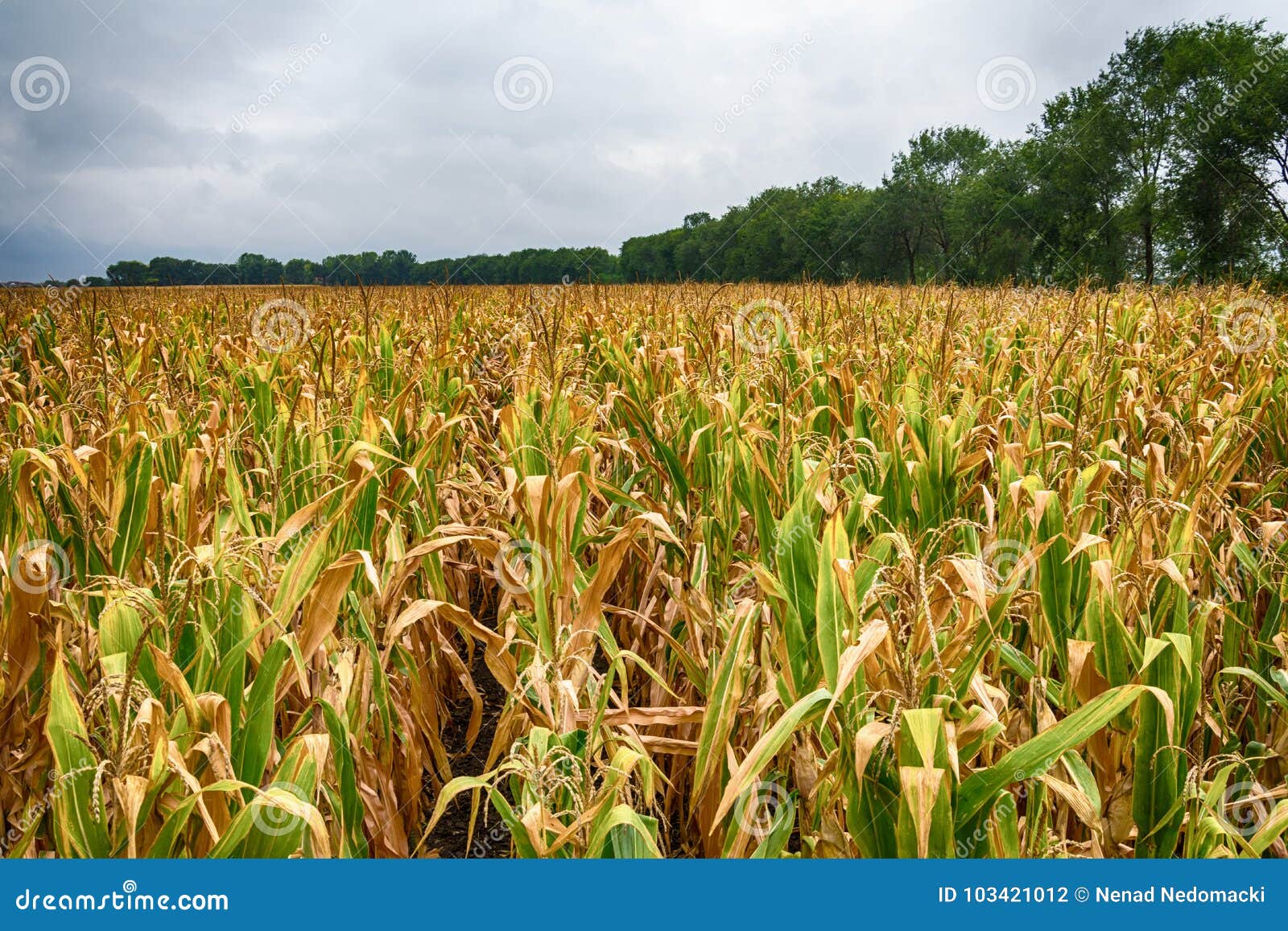A Beautiful Field of Corn and a Crazy Sky Stock Photo - Image of ...