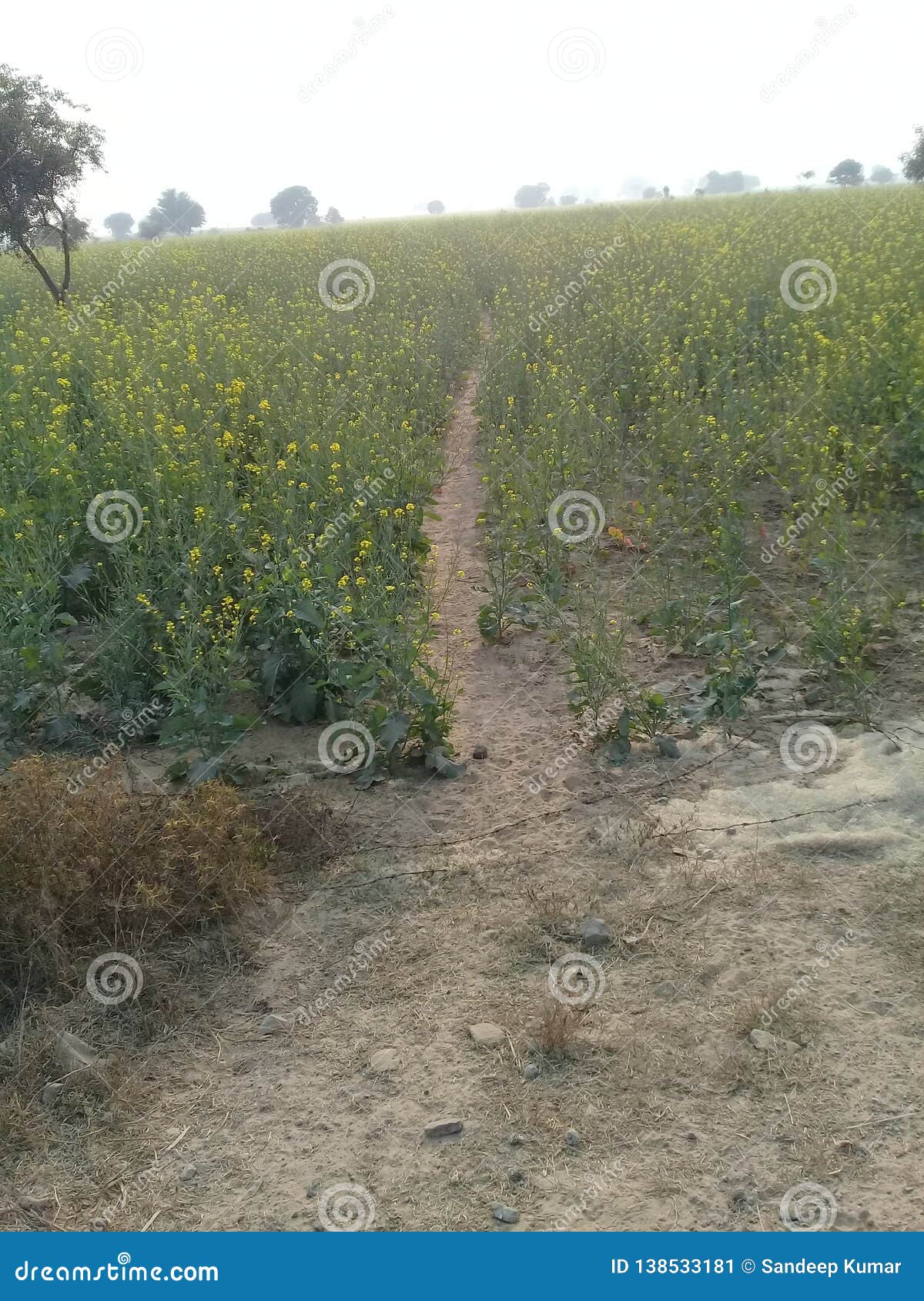 Sarso stock image. Image of sarso, sarsotree, beautiful - 138533181