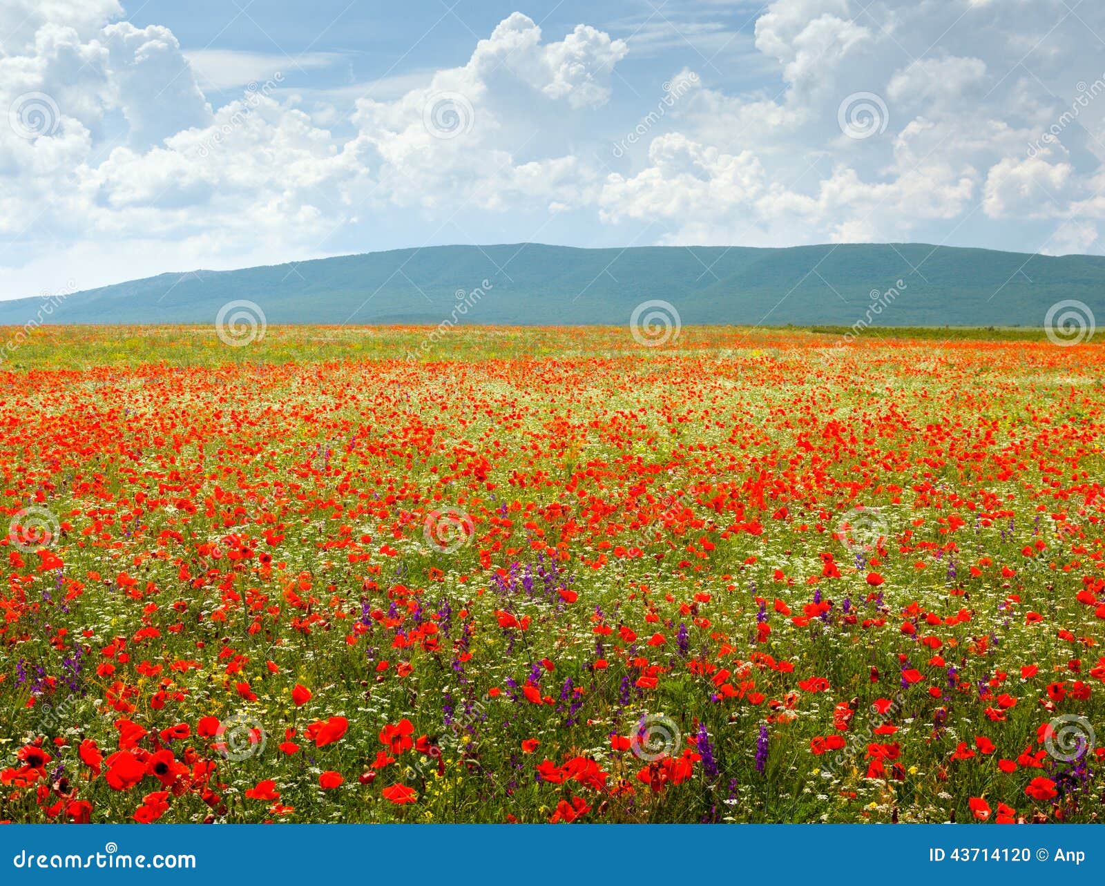 Beautiful field stock photo. Image of cloudscape, cloud - 43714120