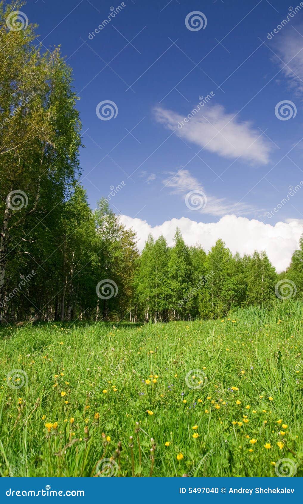 Beautiful Field, Forest and Sky Stock Photo - Image of color, beautiful ...