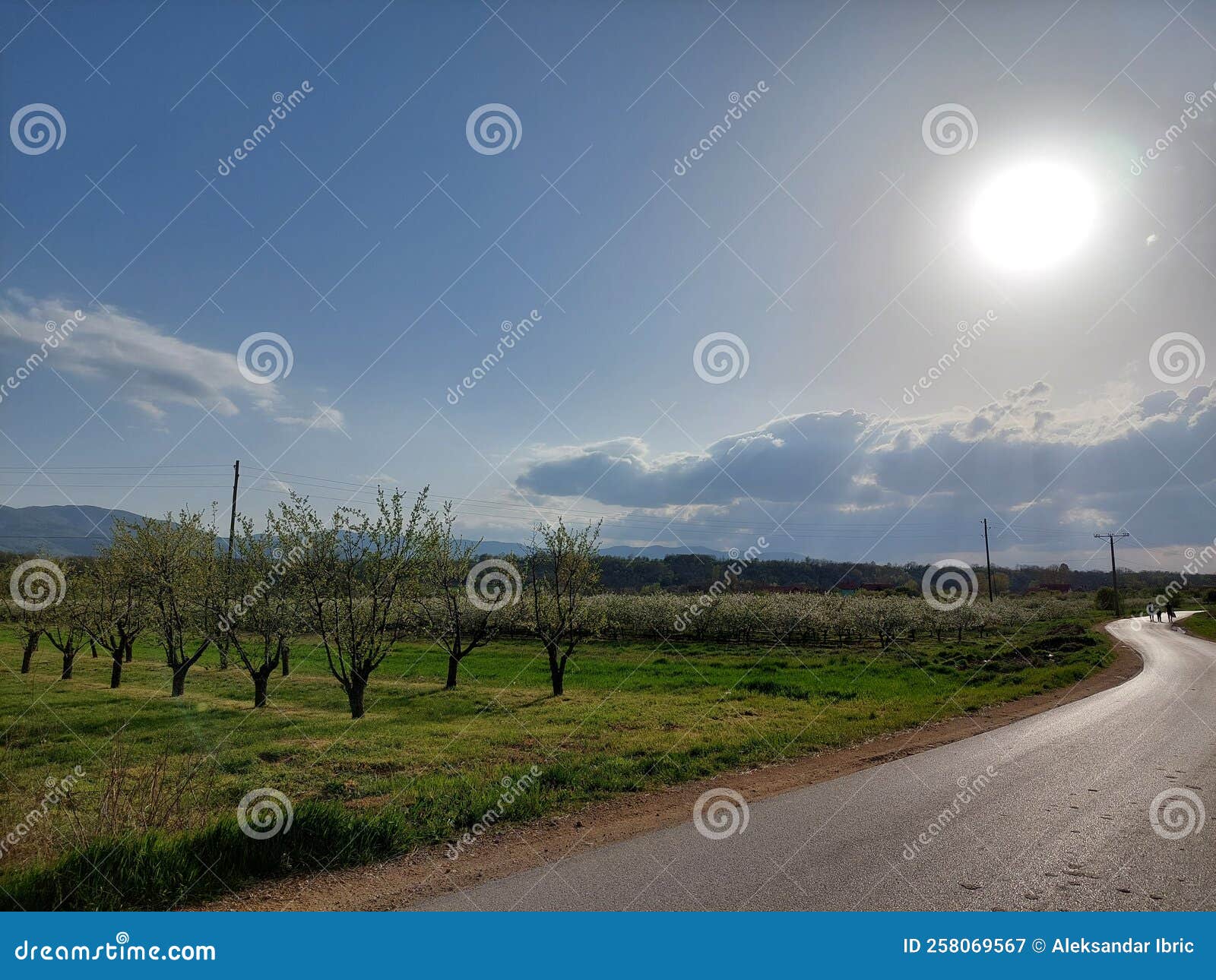 A Beautiful Field of Plums in Bloom Stock Image - Image of road ...