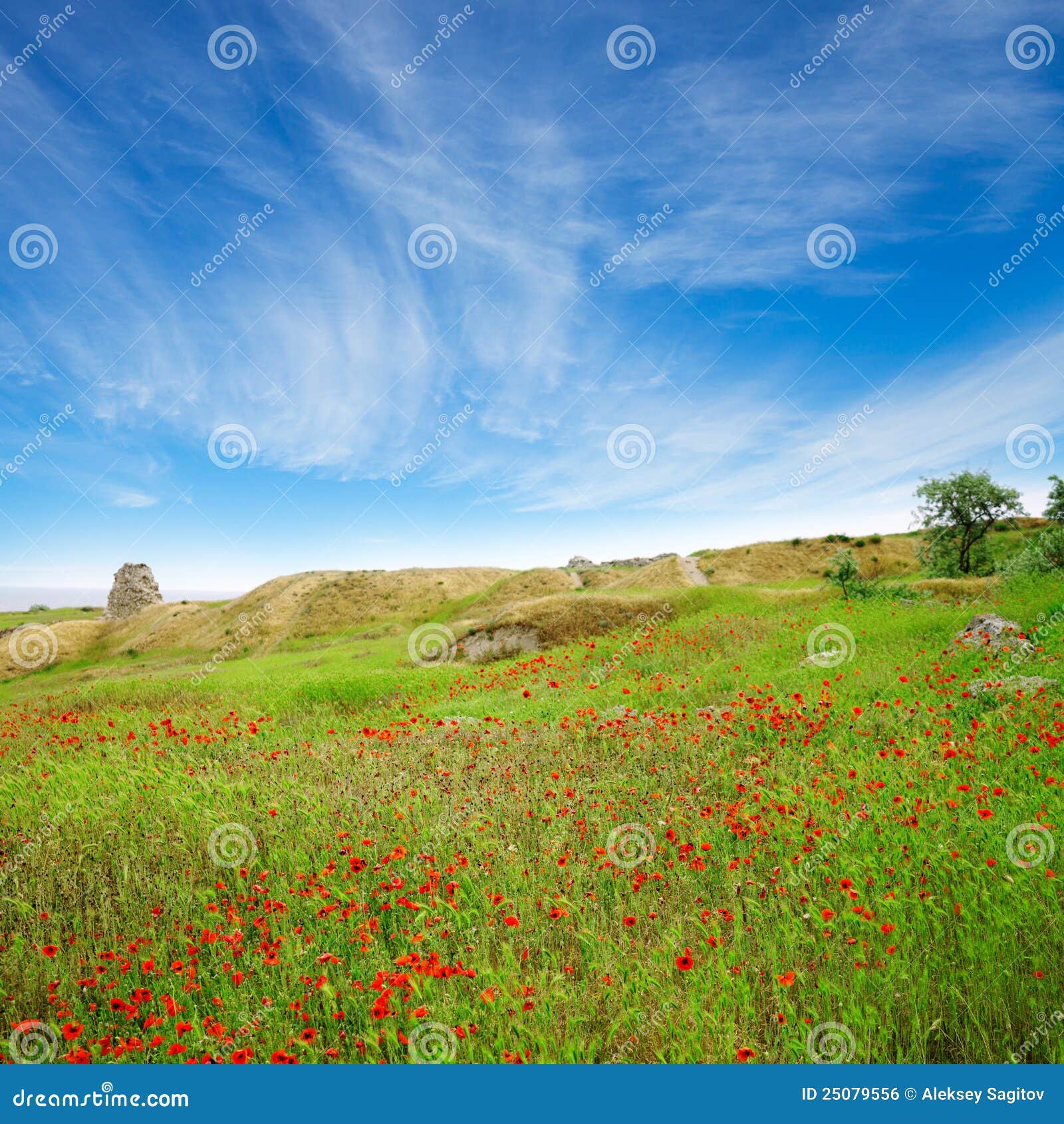 A Beautiful Field of Poppies Under Blue Sky Stock Photo - Image of grow ...