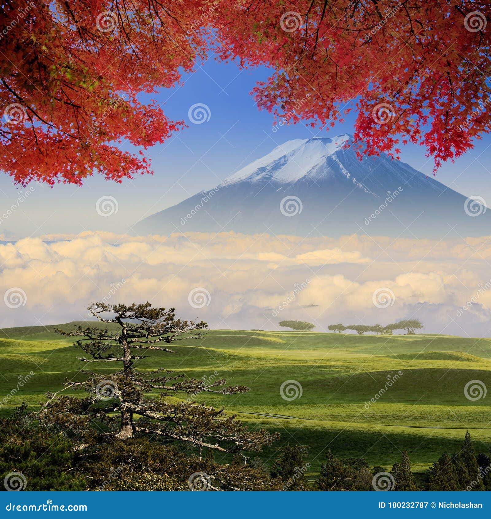 Beautiful Field with Red Maple and Mountain Behind the Tree Stock Image ...